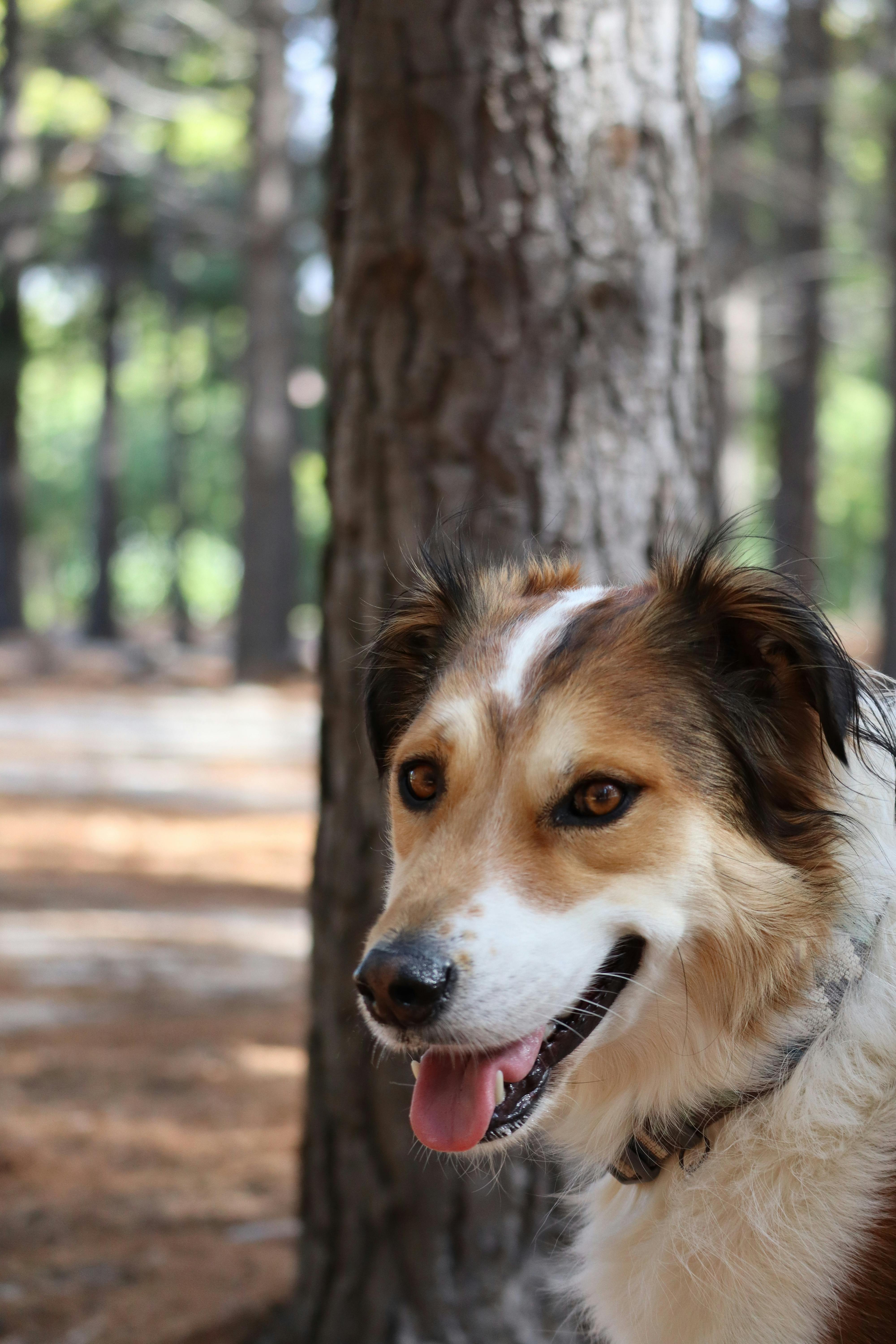Head of Dog in Forest · Free Stock Photo