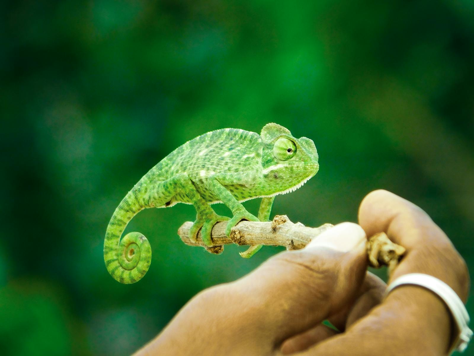 Chameleon Photos, Download The BEST Free Chameleon Stock Photos & HD Images
