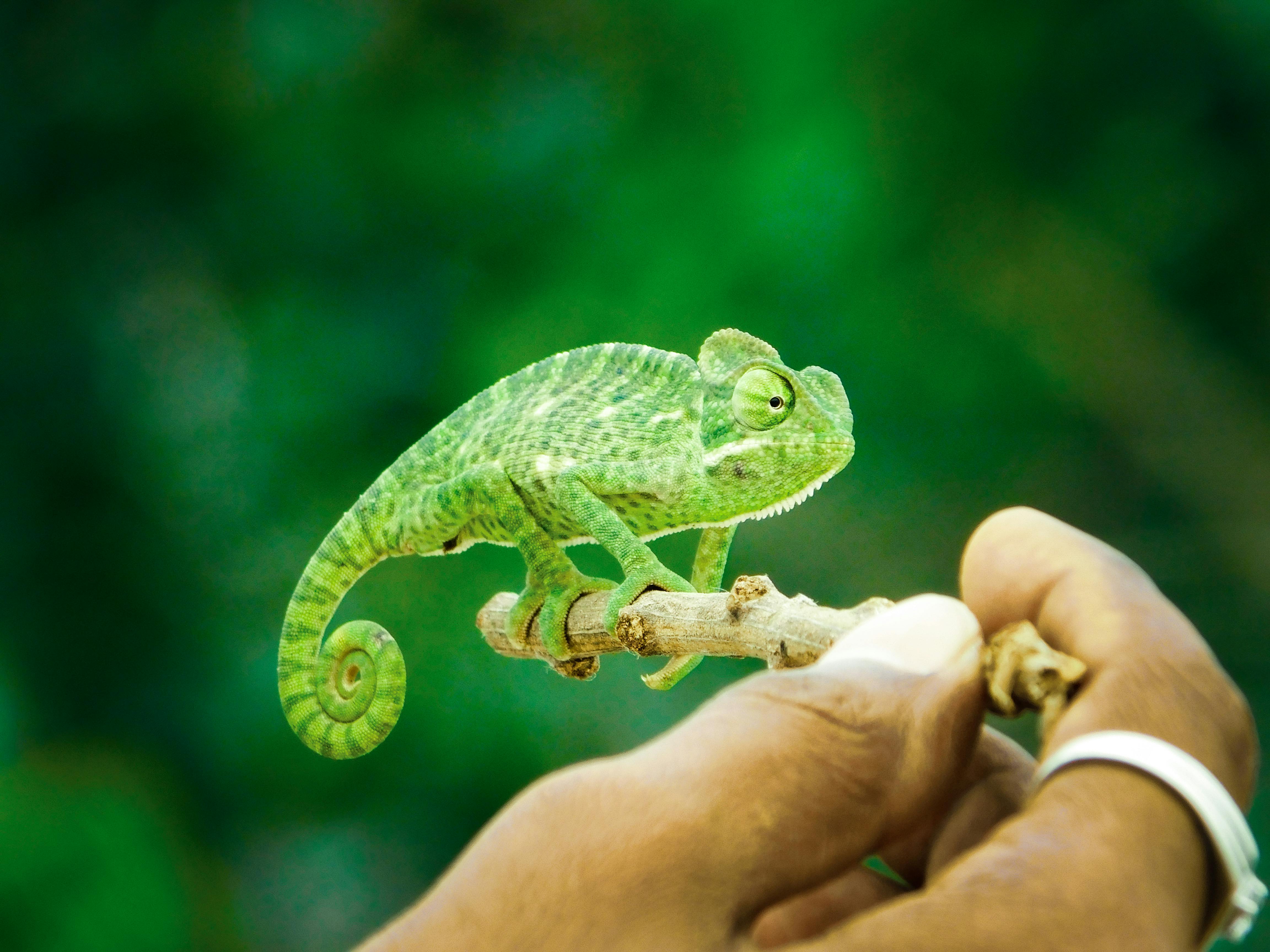 Green Chameleon · Free Stock Photo