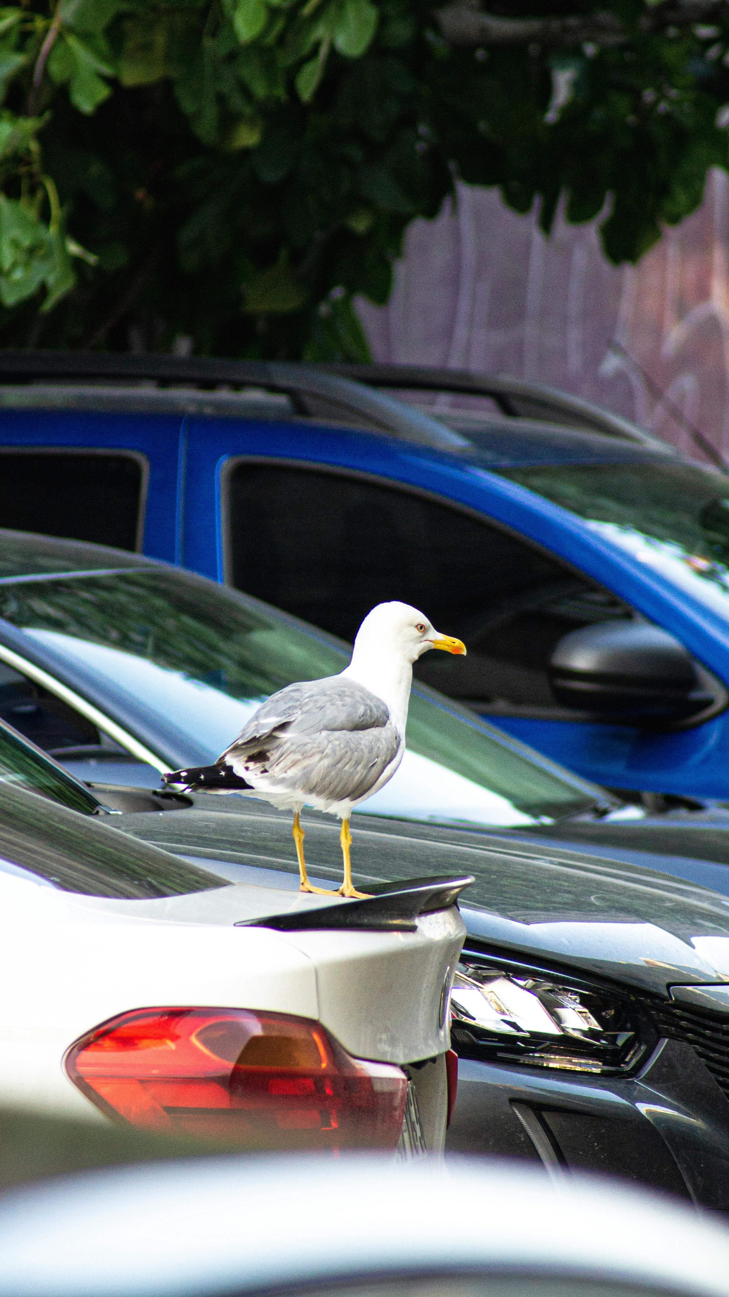 Larus Auto Photos, Download The BEST Free Larus Auto Stock Photos & HD ...