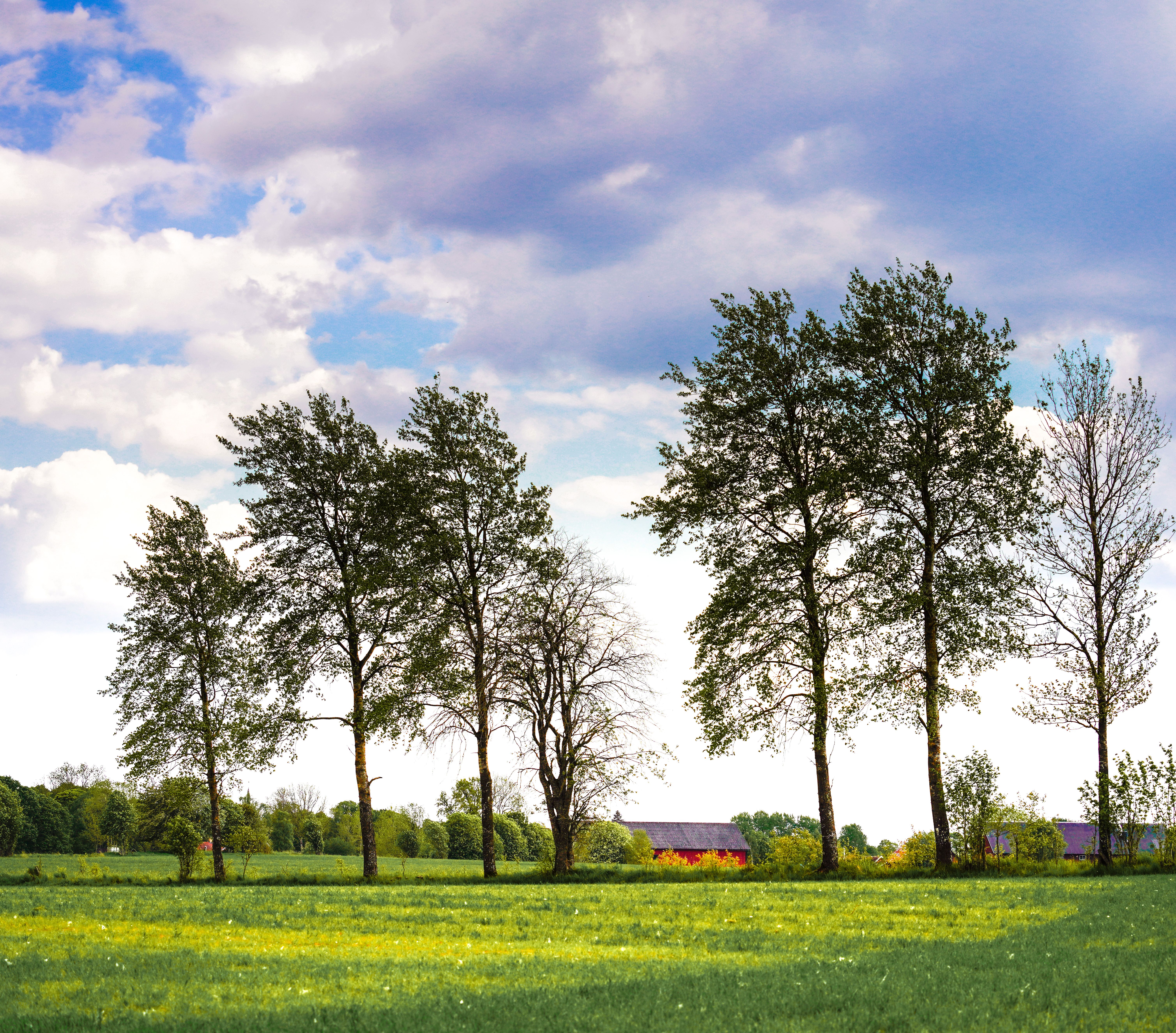 Foto de stock gratuita sobre agricultura, al aire libre, arboles ...