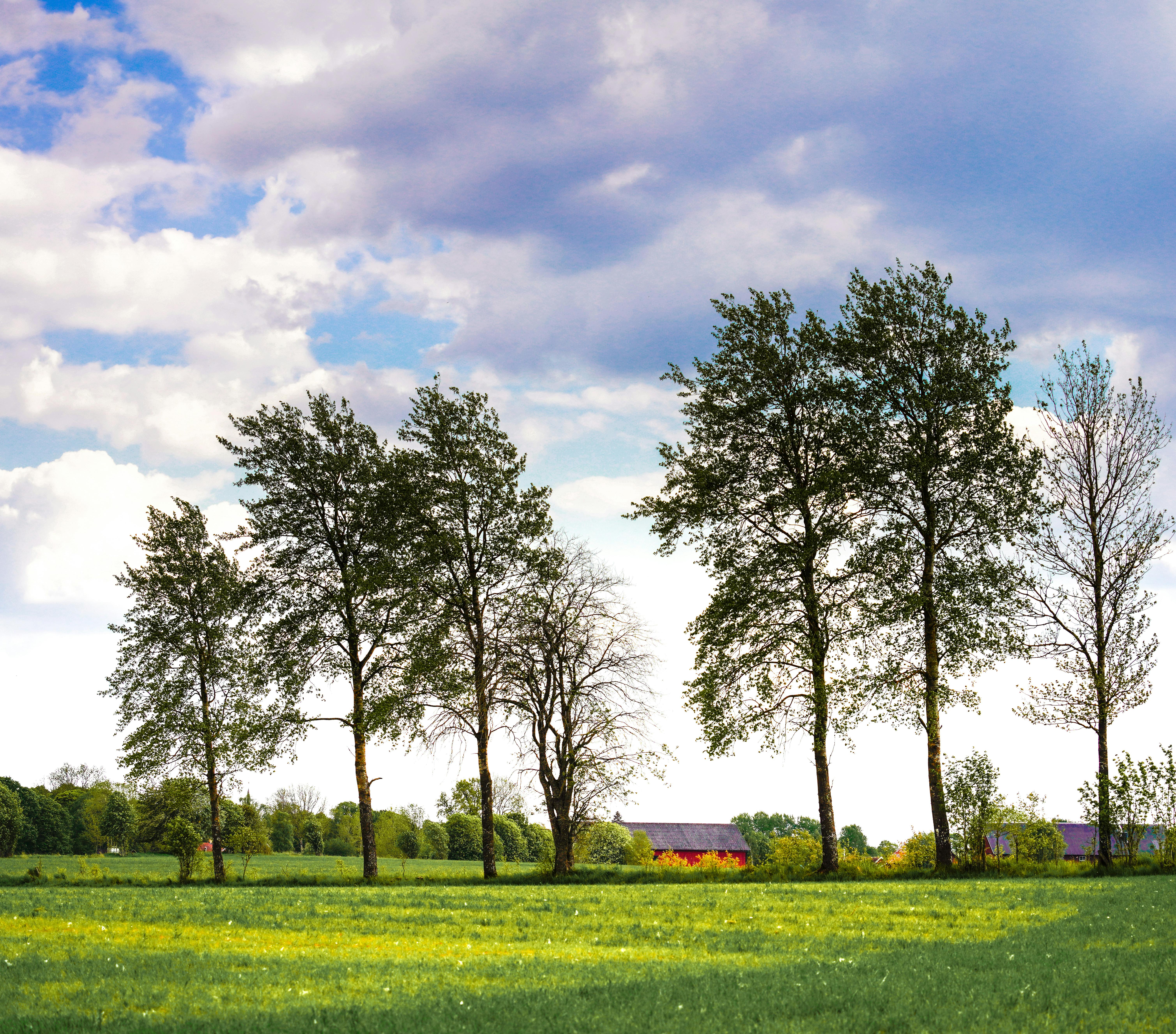 Row of Tree on Field · Free Stock Photo