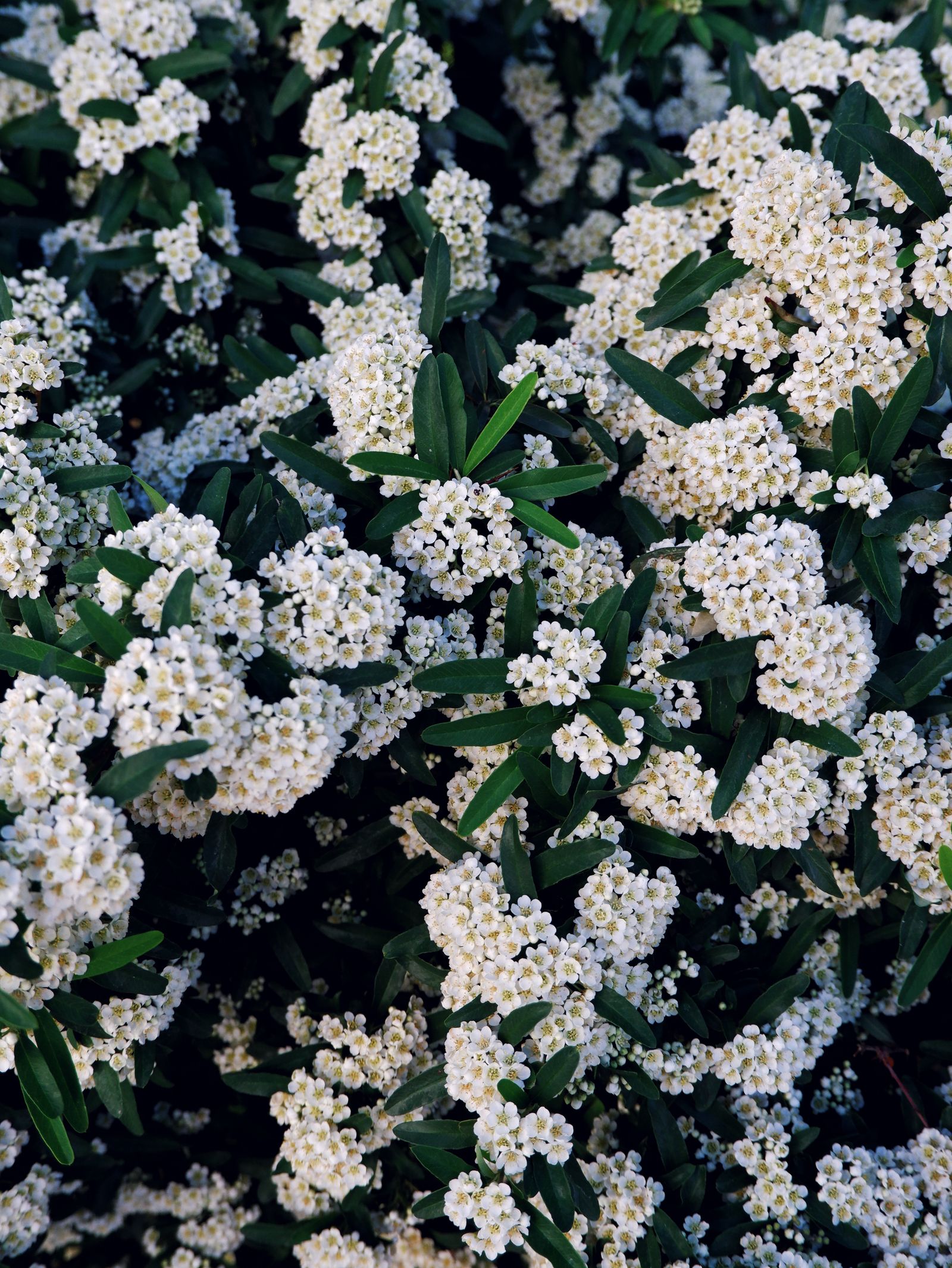 May Flowers Photos, Download The BEST Free May Flowers Stock Photos ...
