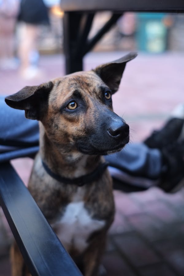 Dog And Backdrop Photos, Download The BEST Free Dog And Backdrop Stock ...
