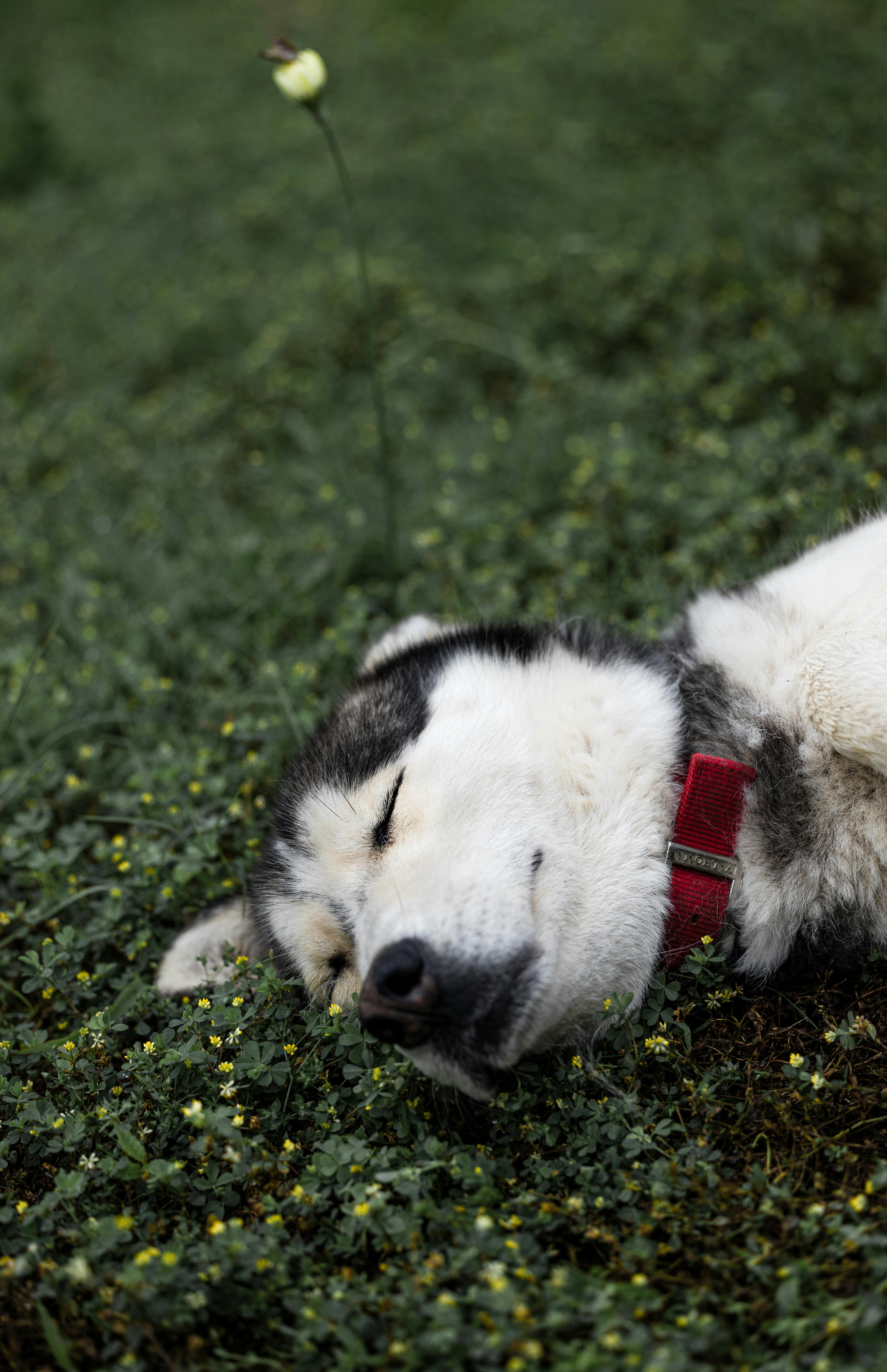 Husky Dog Sleeping on Grass · Free Stock Photo