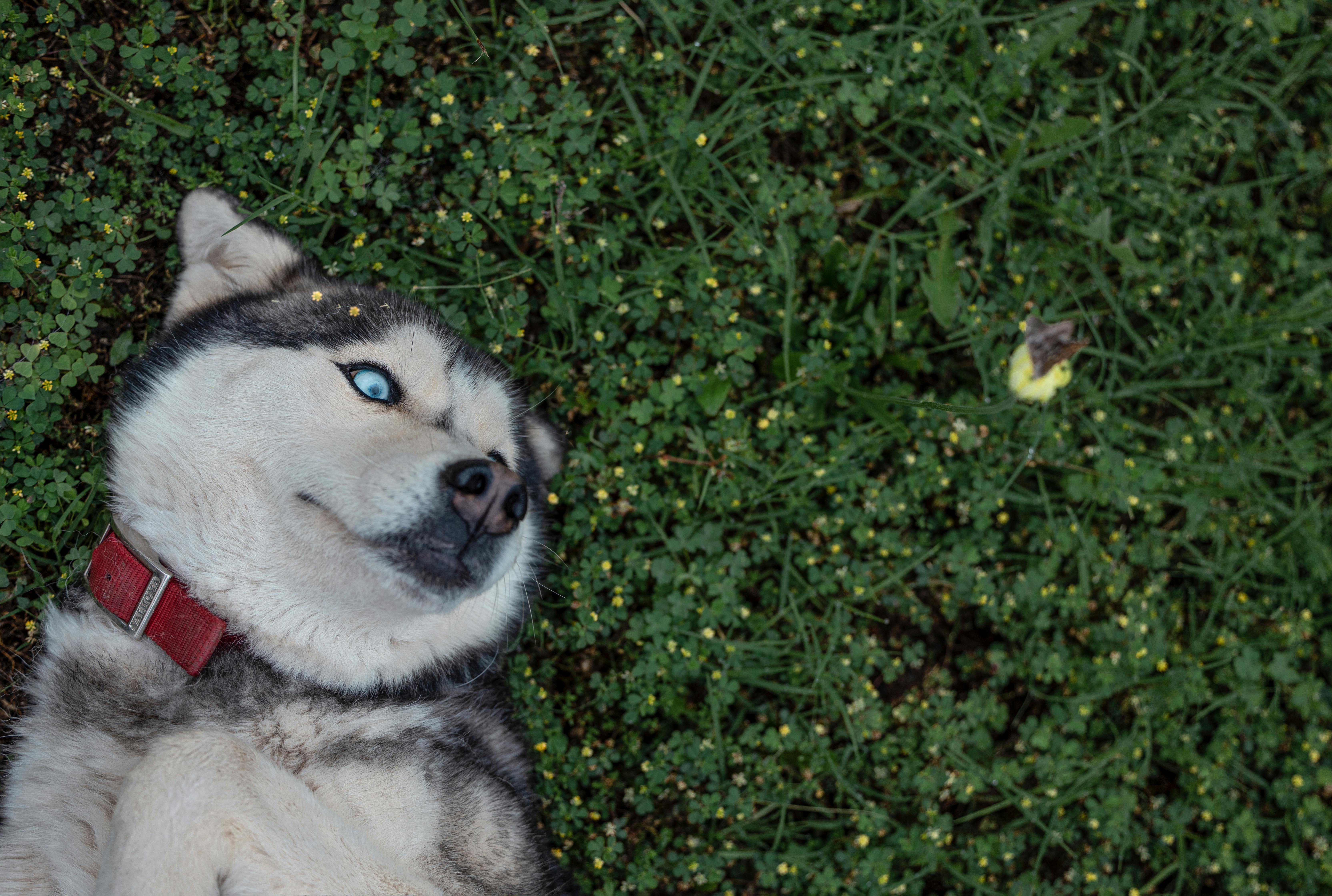 Dog With Grass Photos, Download The BEST Free Dog With Grass Stock ...