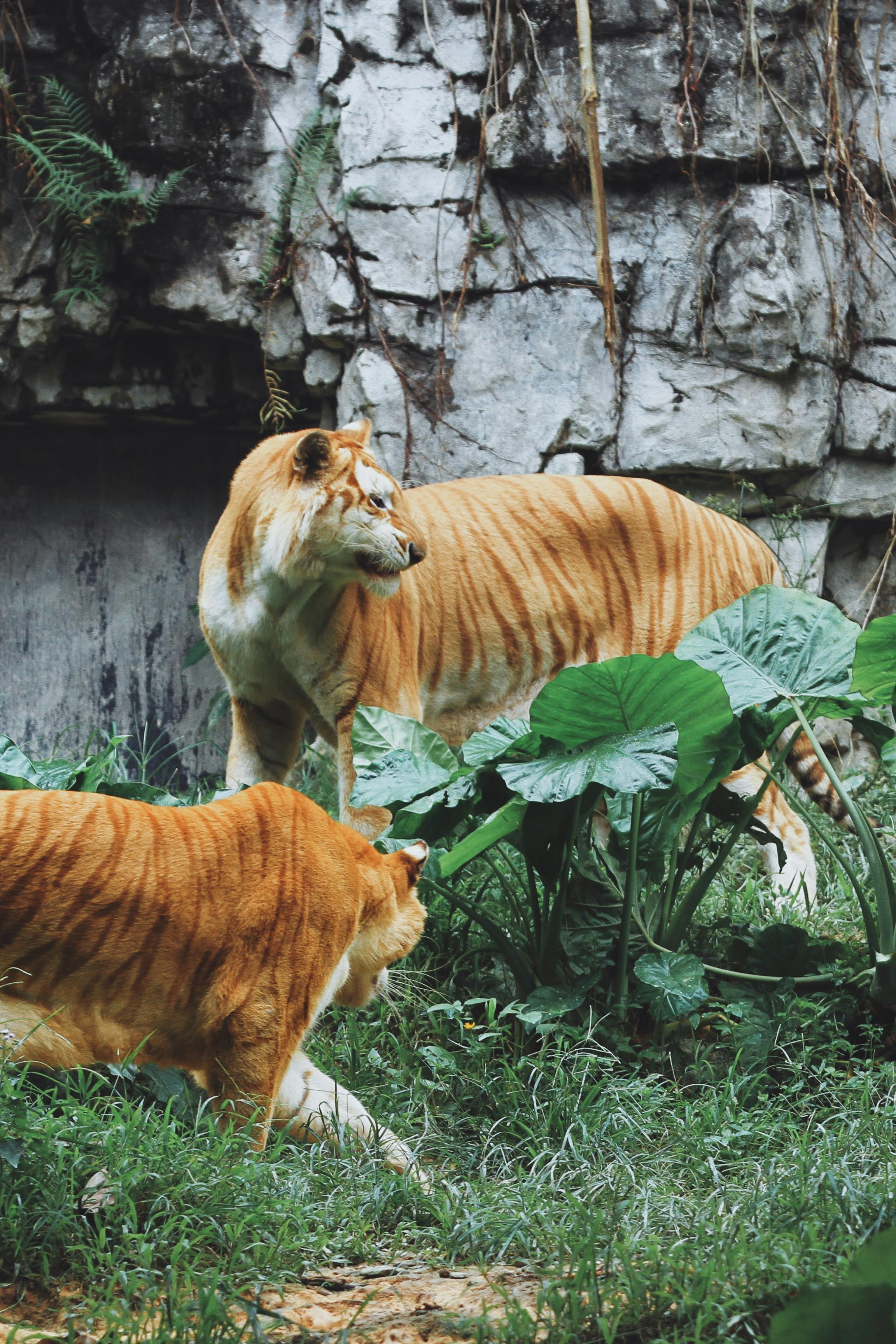 Tigers in Zoo · Free Stock Photo