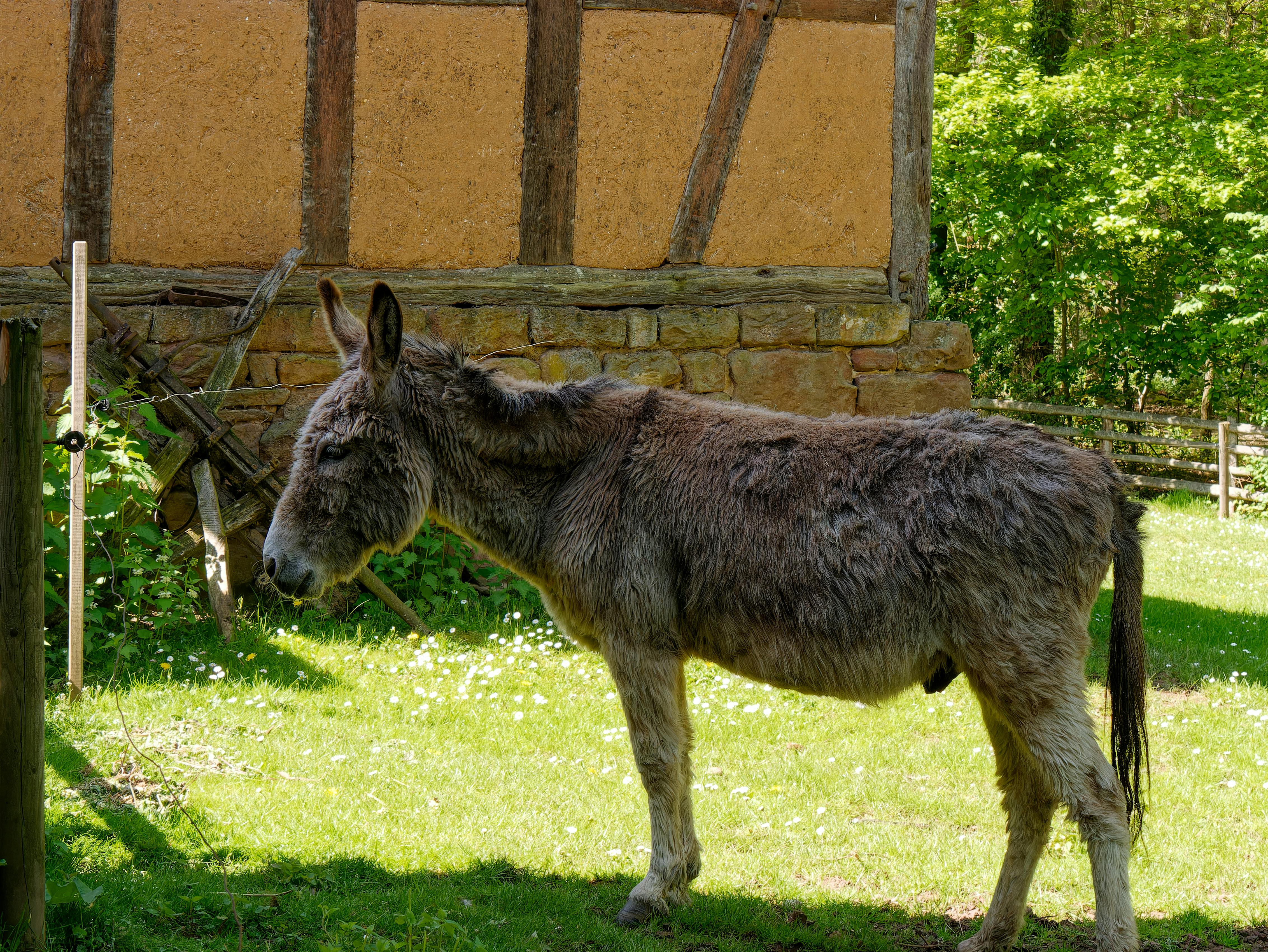 Donkey near Wall · Free Stock Photo