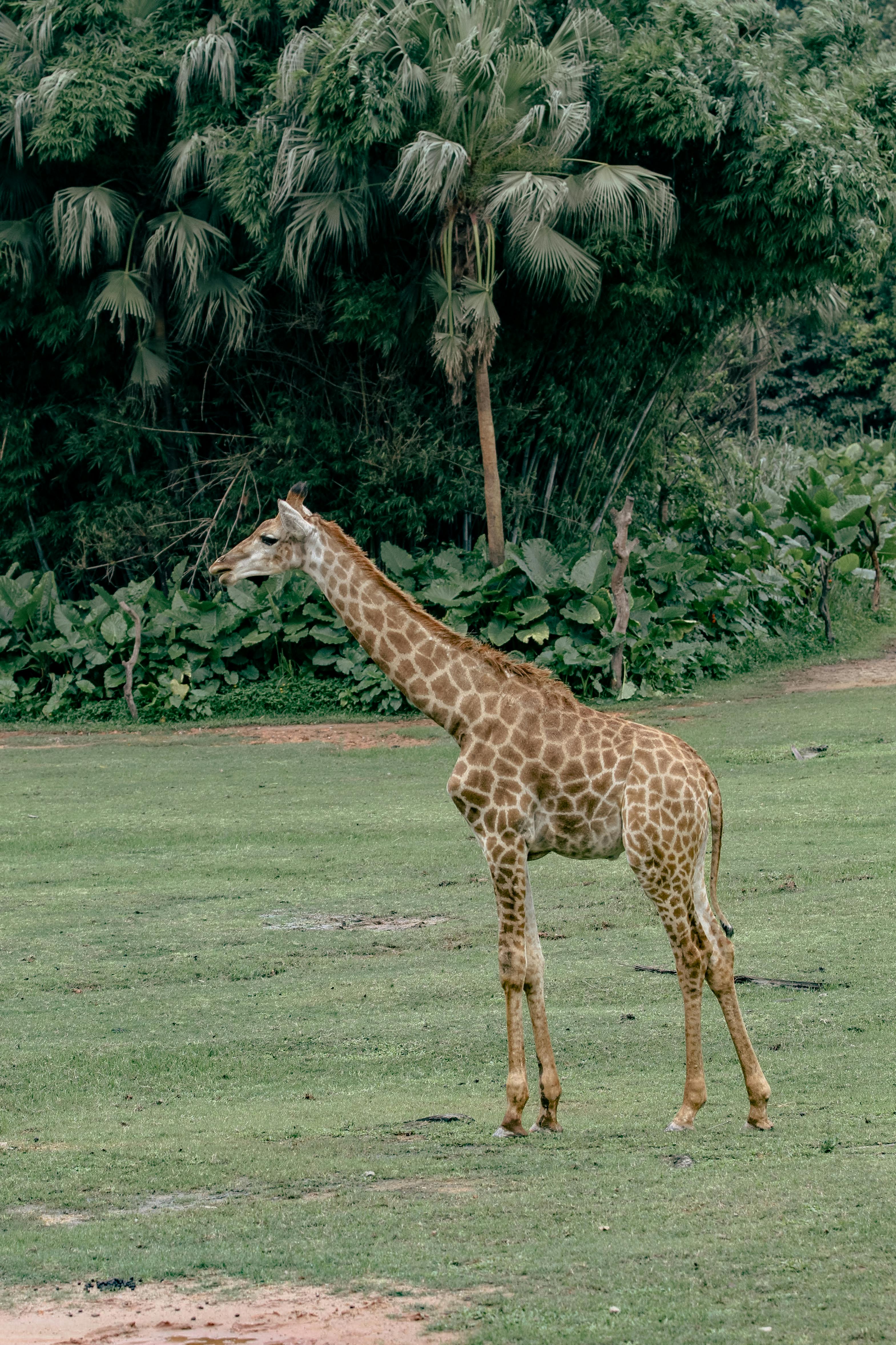 Giraffe on Grass · Free Stock Photo