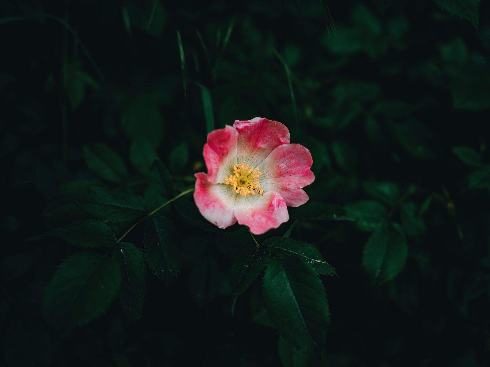 Jawa Flower Photos, Download The BEST Free Jawa Flower Stock Photos ...