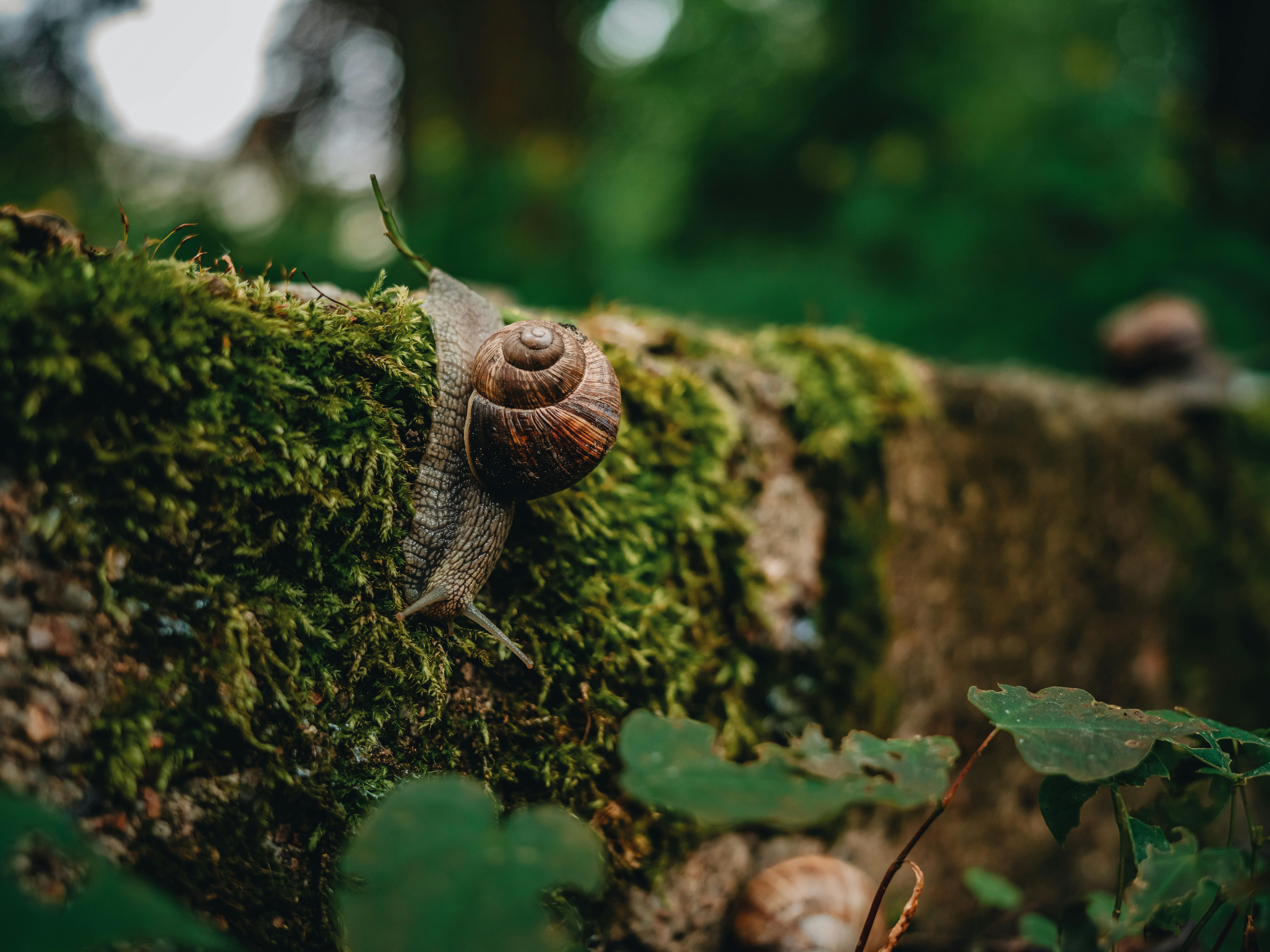 Snail Walk Photos, Download The BEST Free Snail Walk Stock Photos & HD ...