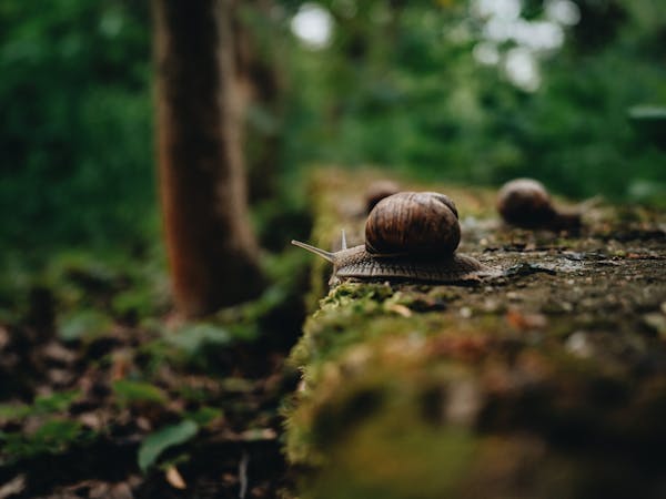 Snails Photos, Download The BEST Free Snails Stock Photos & HD Images