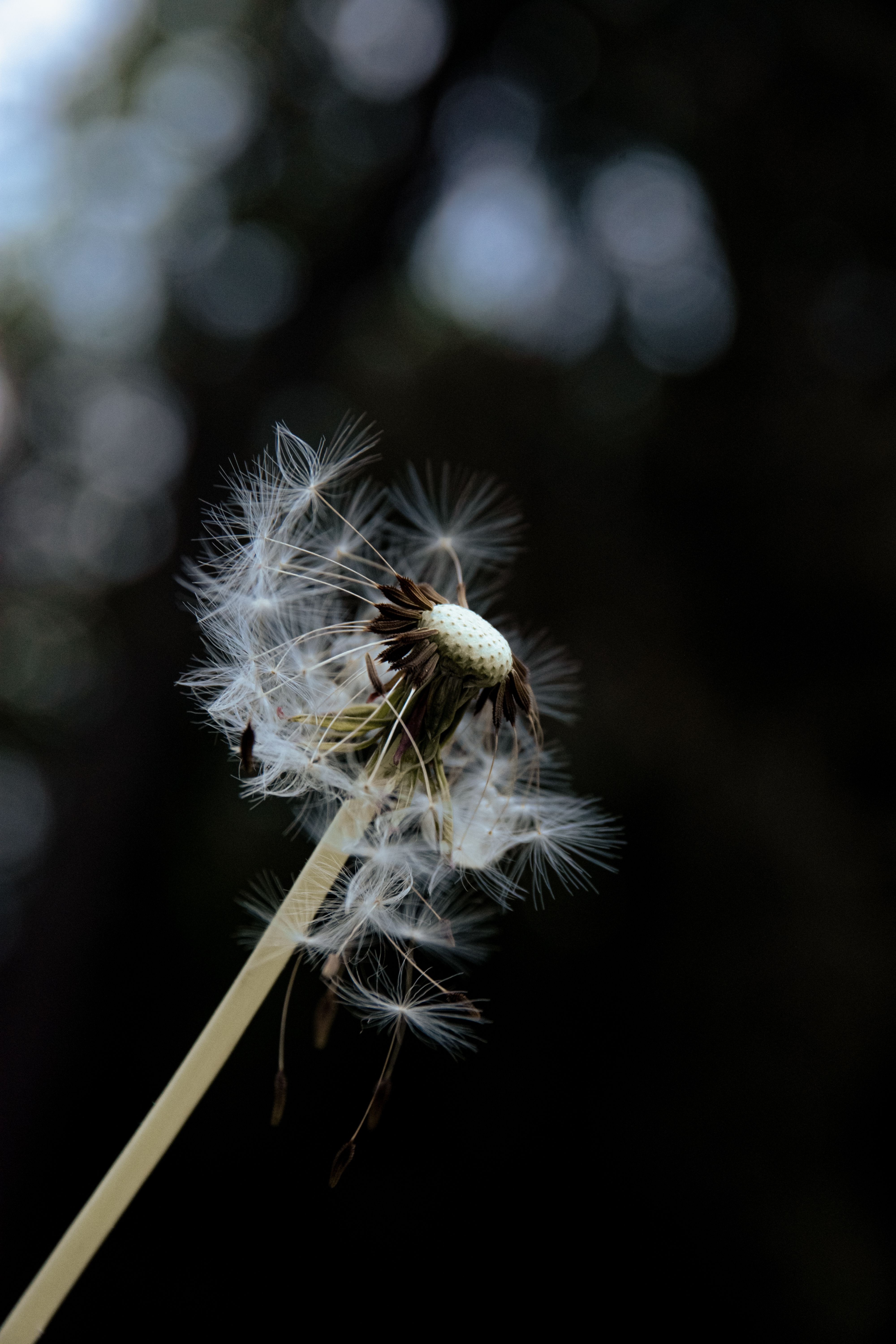 White Dandelion Flower Blowing In The Wind