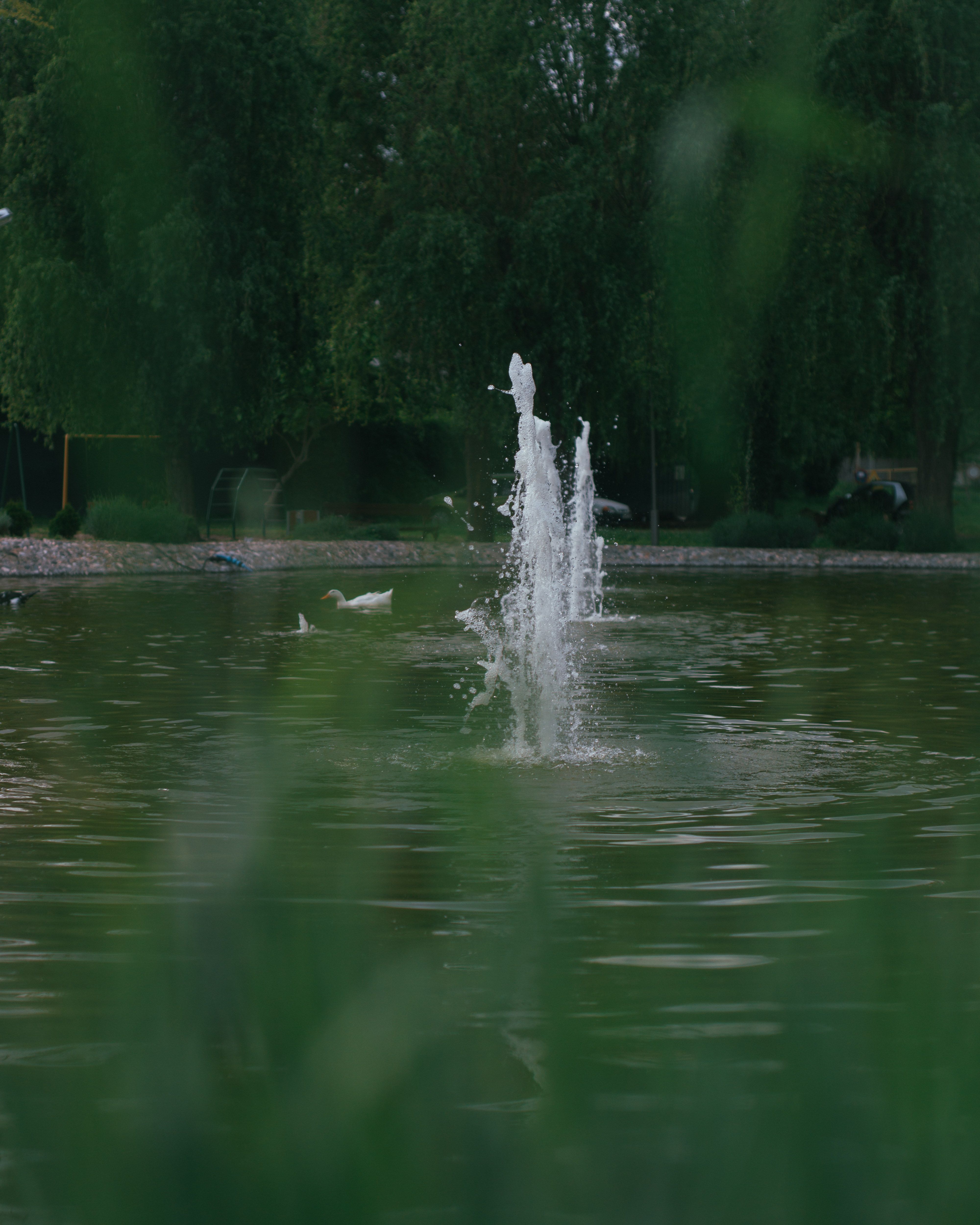 Ali Aliev - 摄影