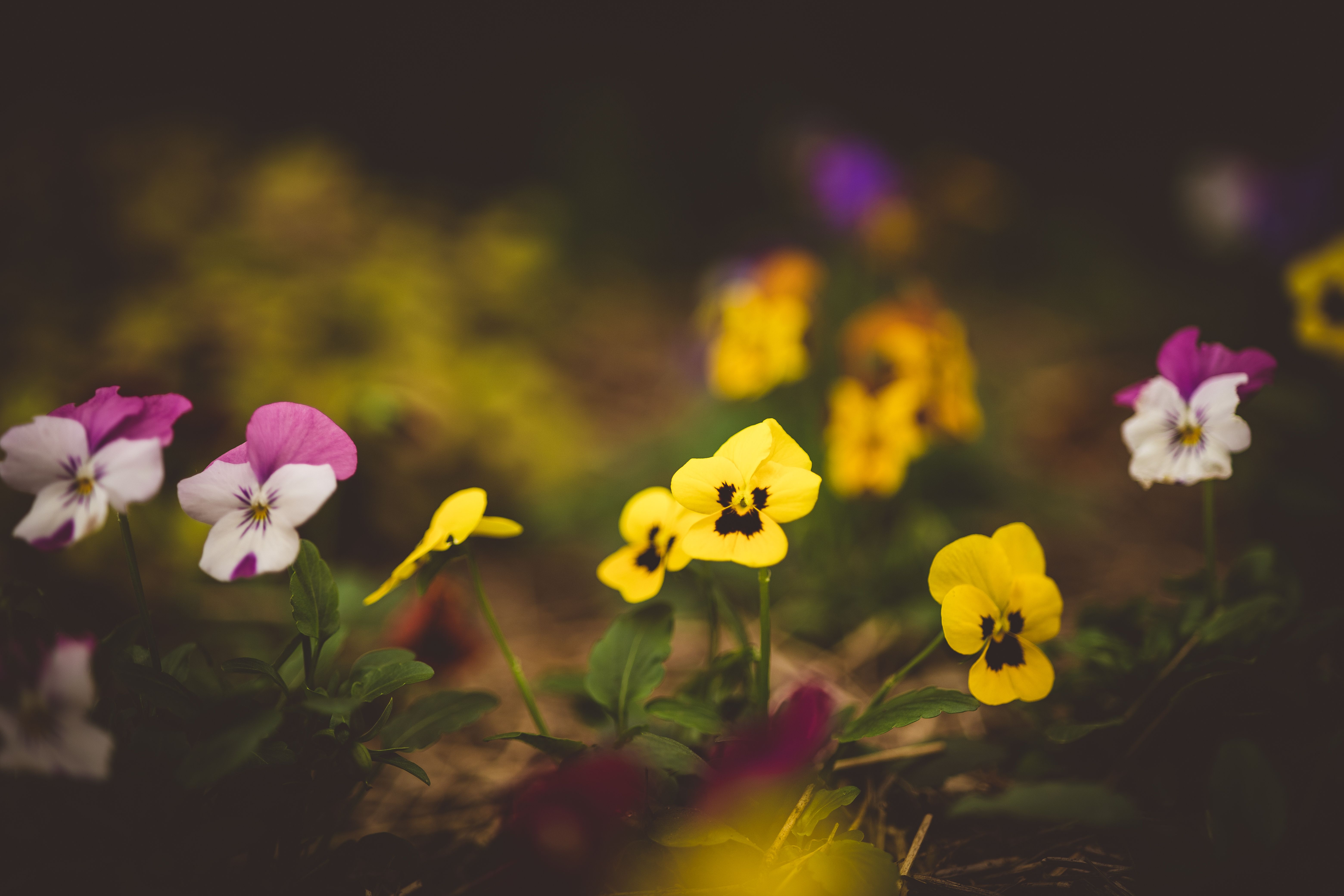 Pansy Flowers Photos, Download The BEST Free Pansy Flowers Stock Photos ...