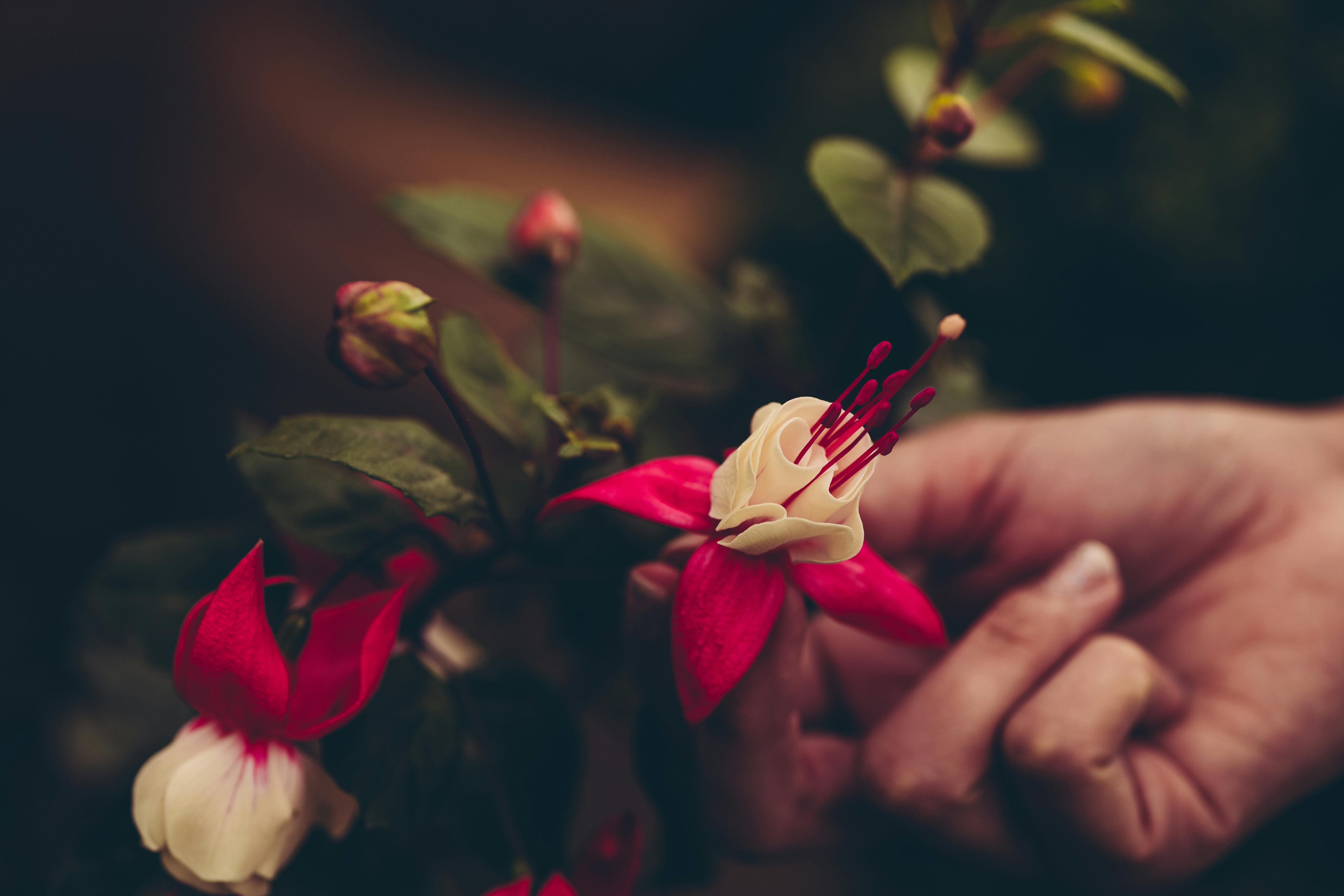 Hand Holding a White Blooming Flower · Free Stock Photo