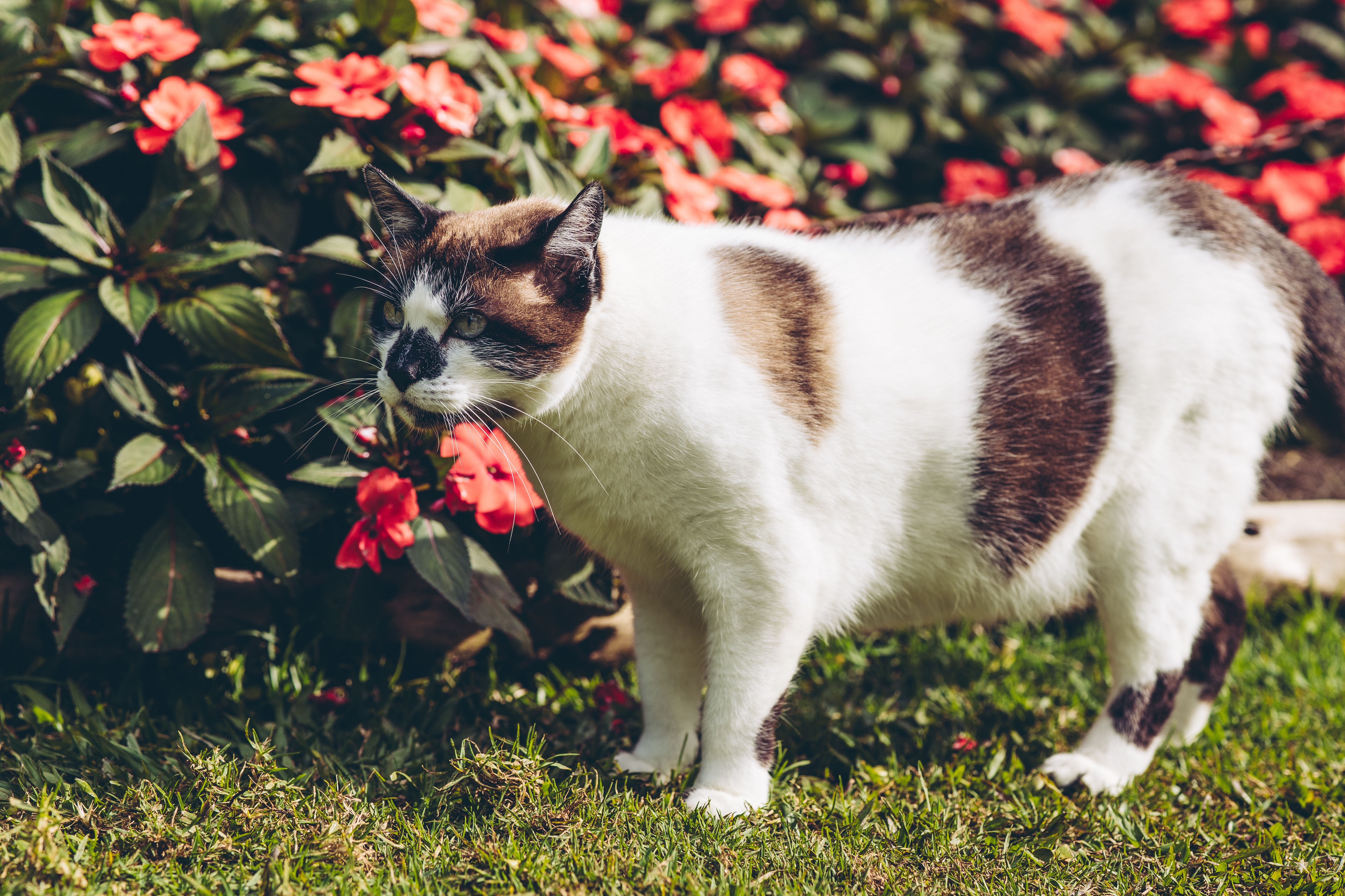 Cat Standing on Lawn against Blooming Shrub · Free Stock Photo