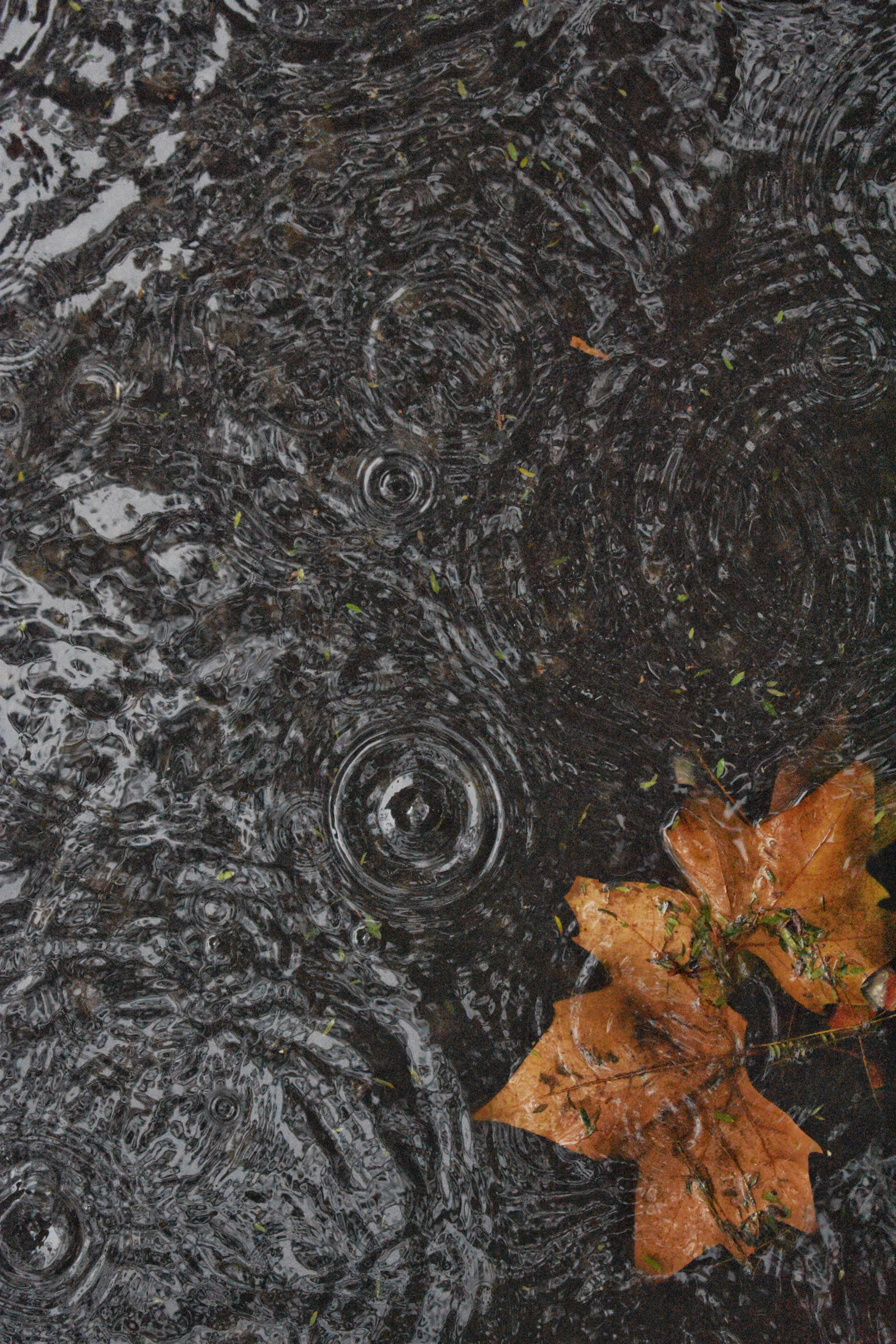Rain Falling on Paddle · Free Stock Photo