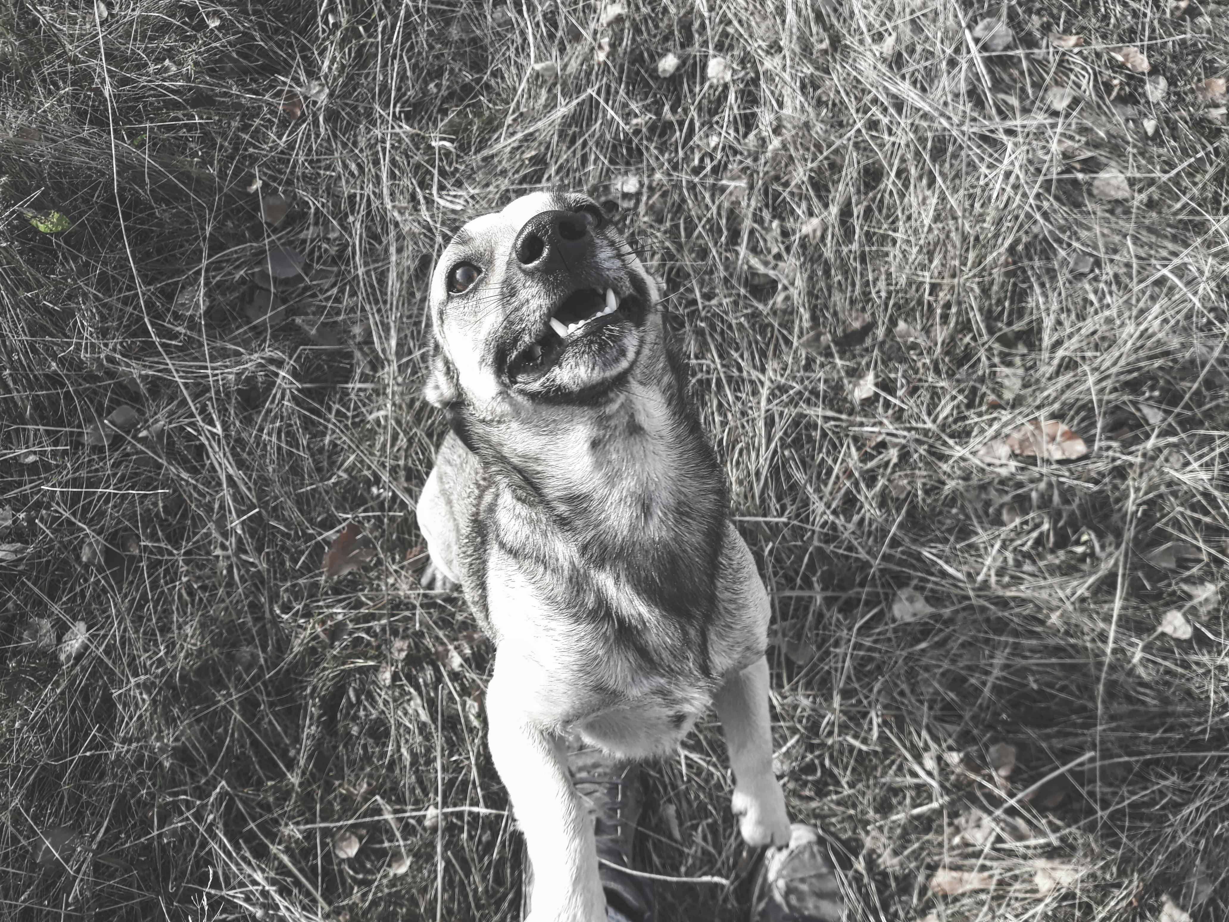 Free stock photo of black and white, bw, dog