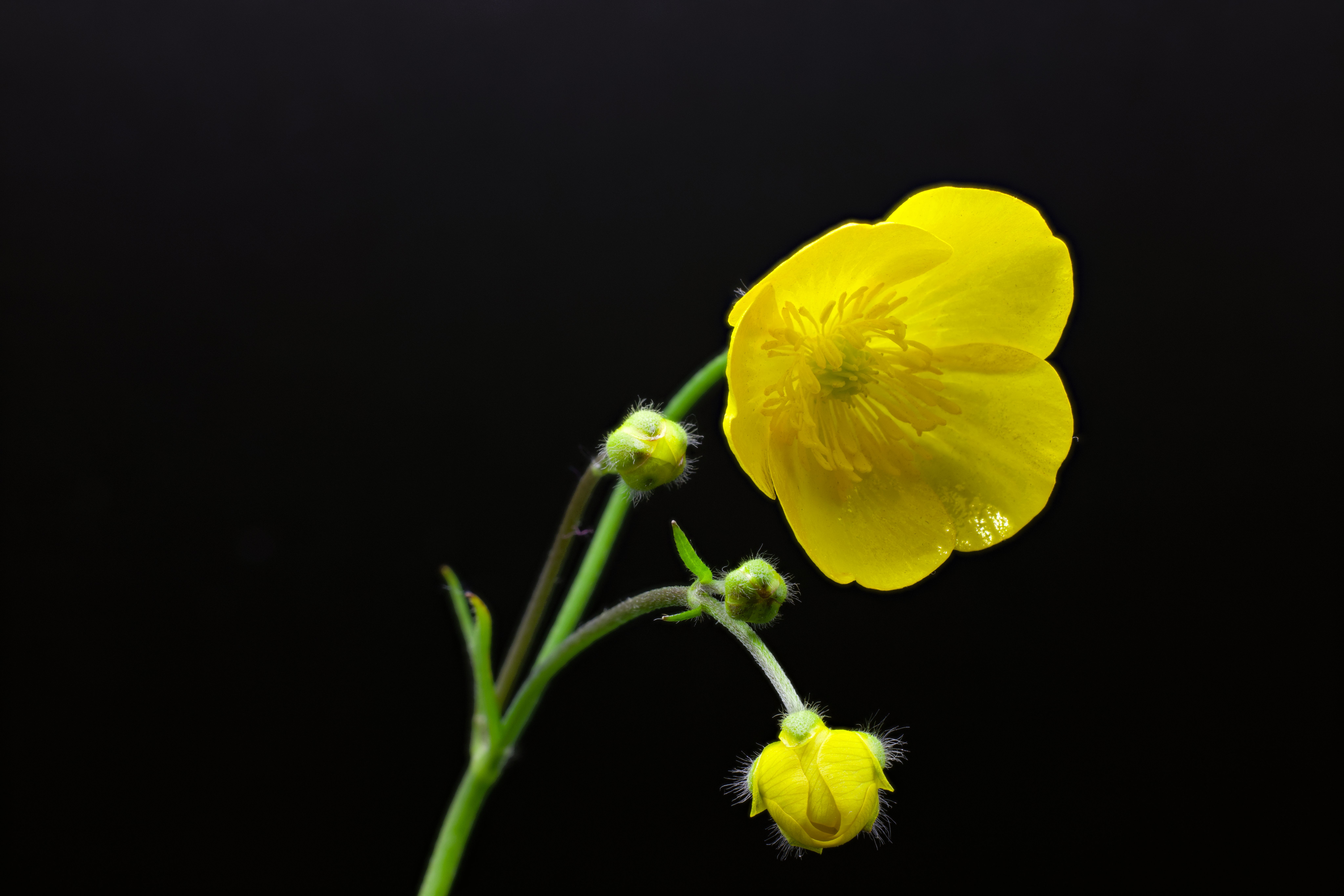 Meadow Buttercup Flower · Free Stock Photo