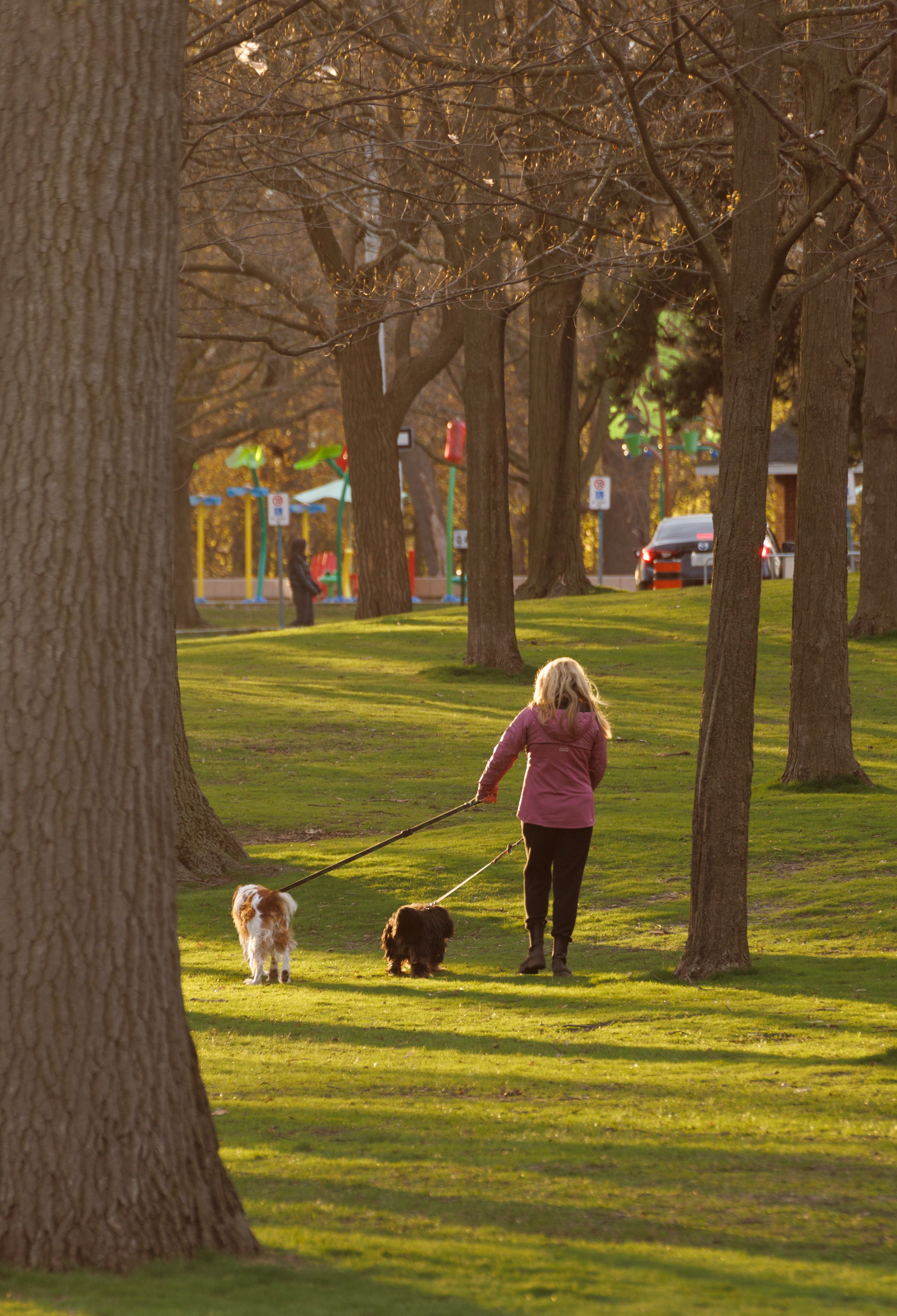 Woman Walking Dogs in Park · Free Stock Photo