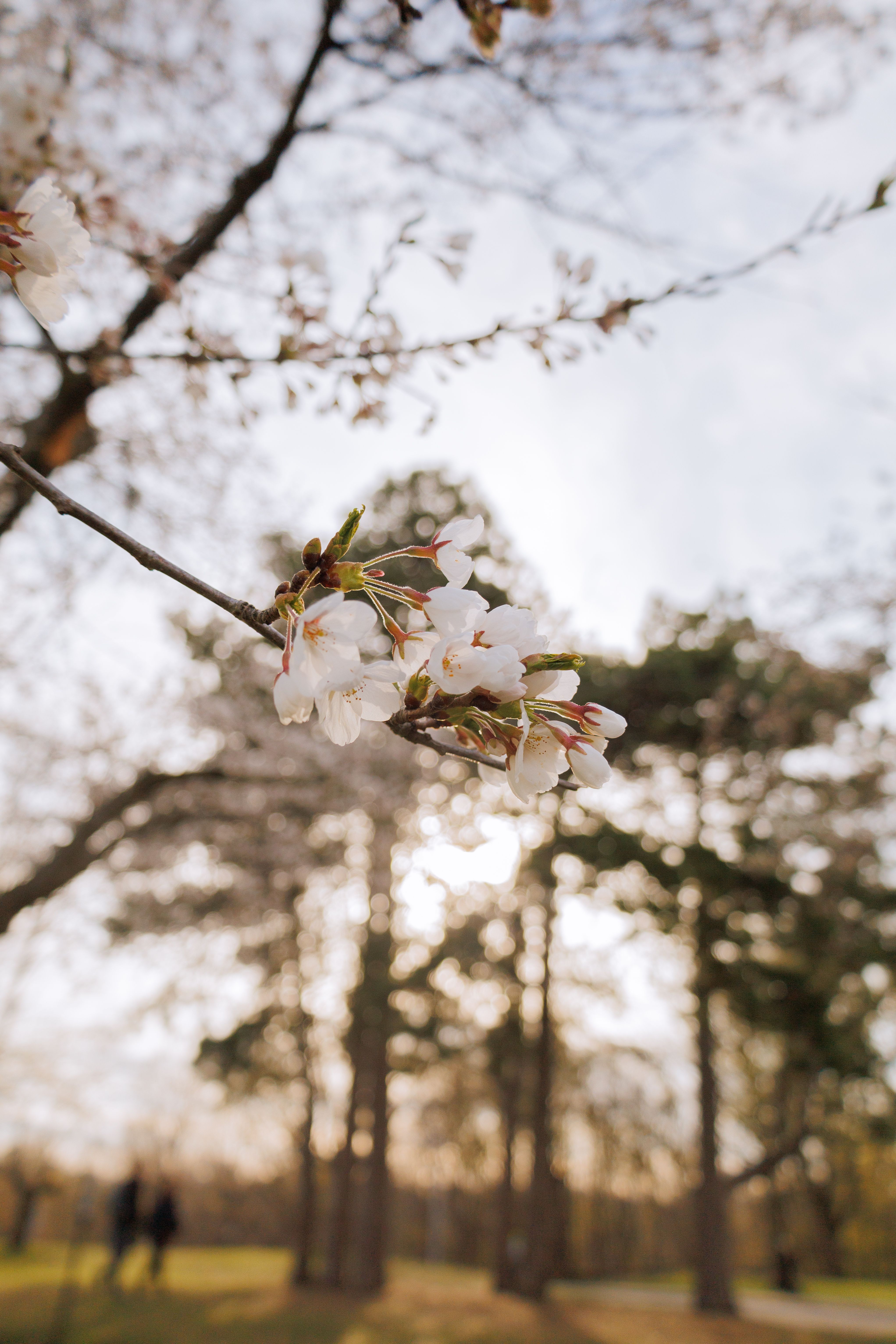 Close-up of a Tree Branch in Blossom · Free Stock Photo