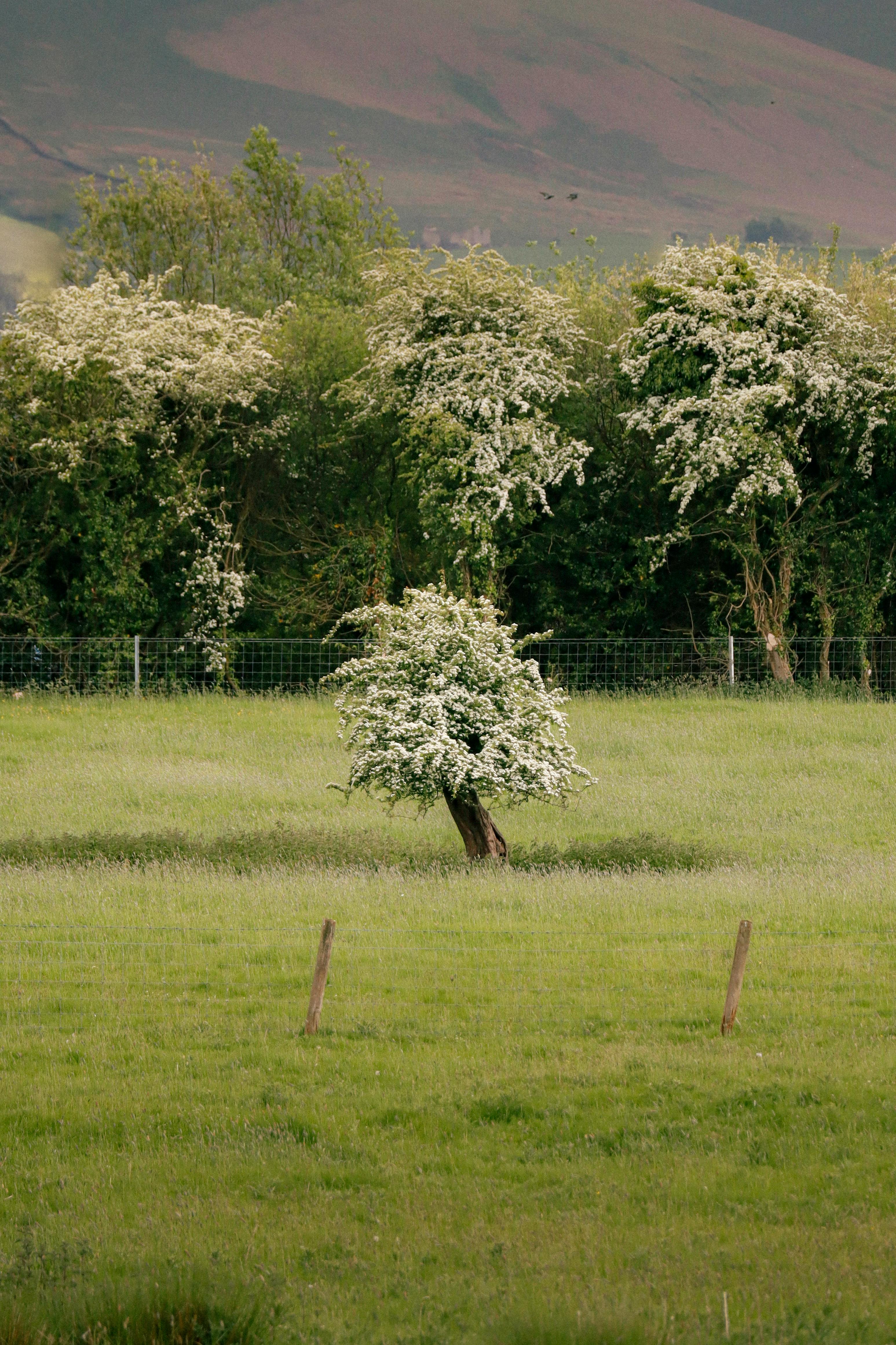 Bloom Blood Photos, Download The BEST Free Bloom Blood Stock Photos ...