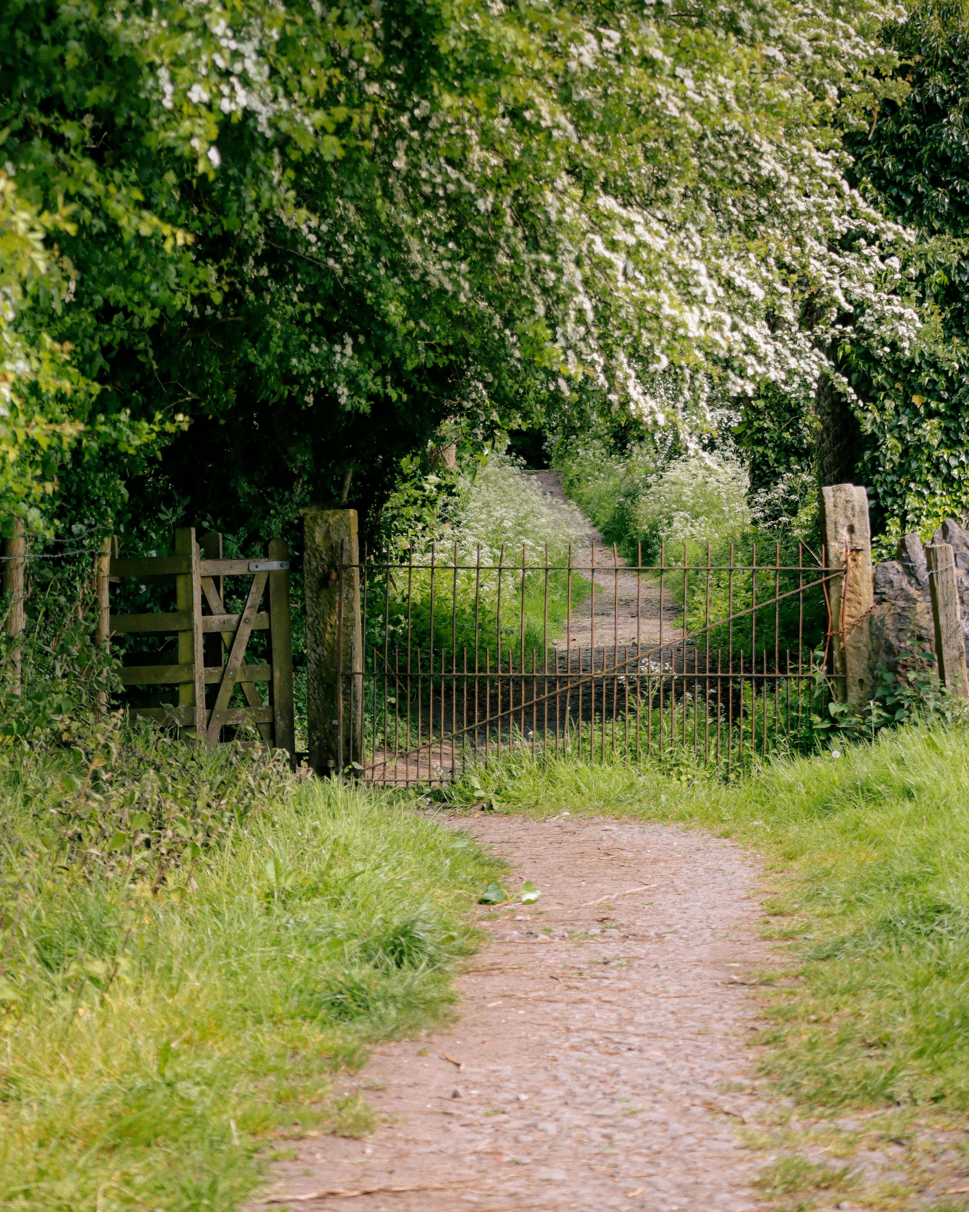Footpath towards Fence under Trees · Free Stock Photo