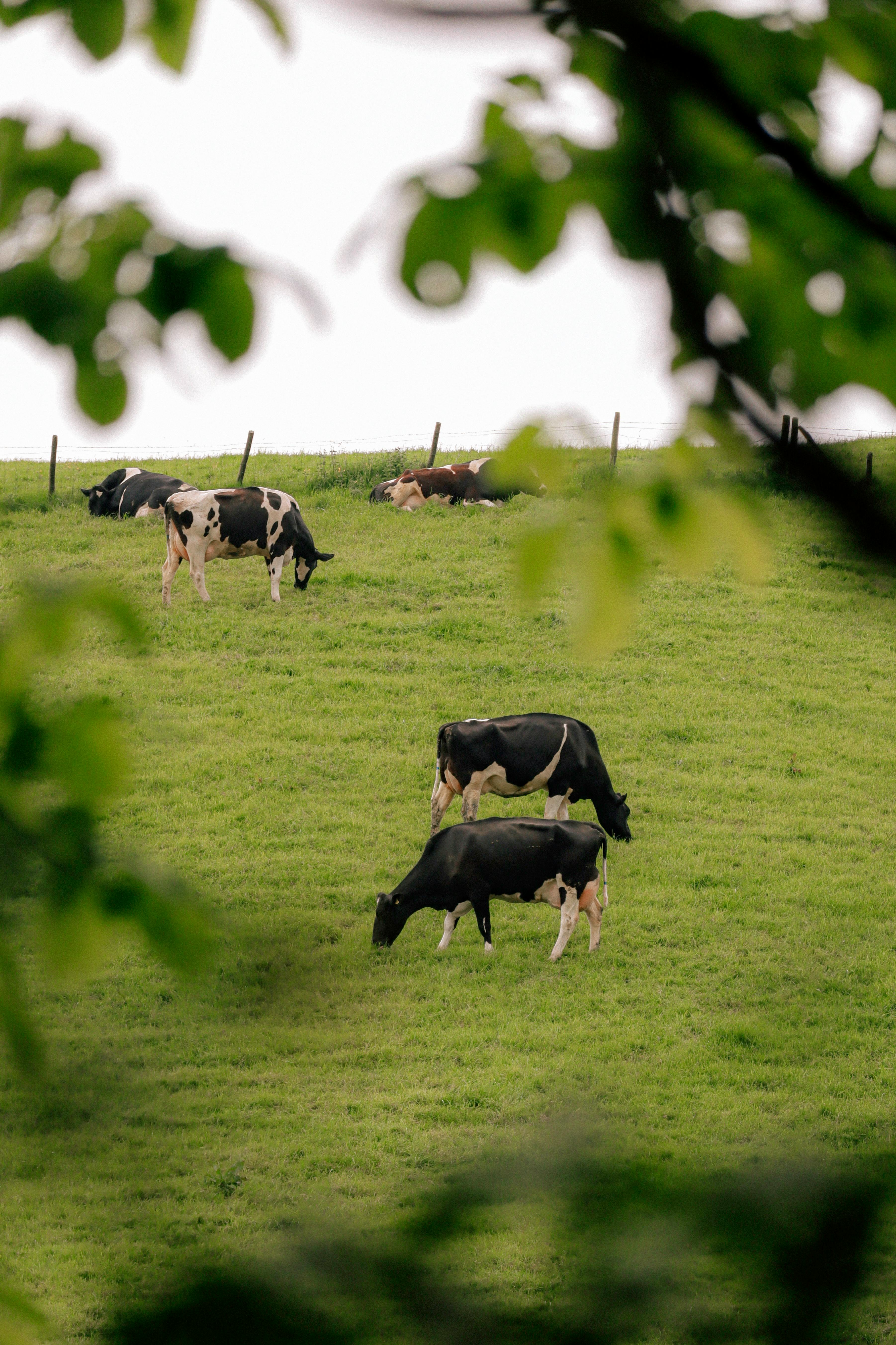 Herd of Cattles in Grass Field · Free Stock Photo