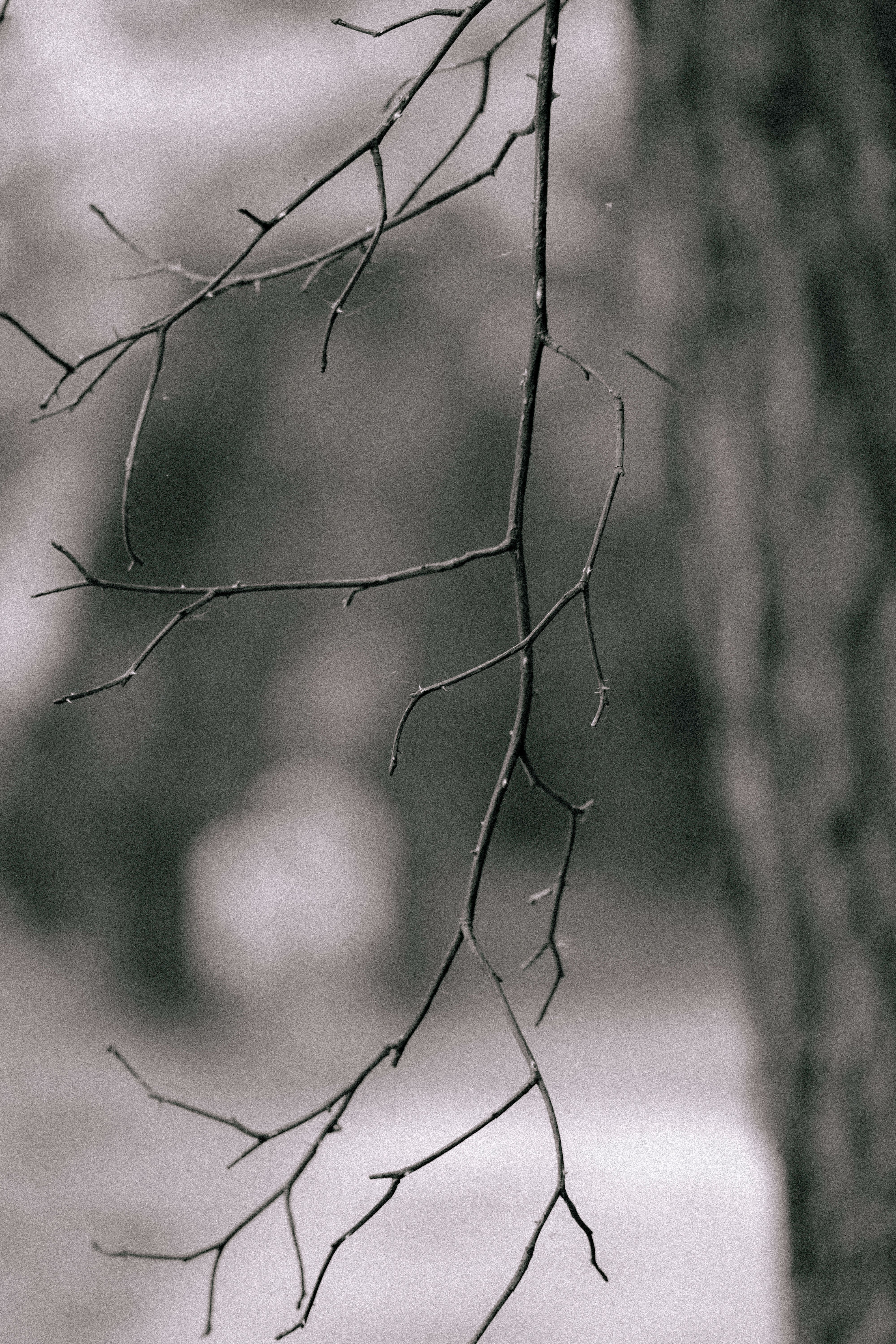 Close up of Thin, Bare Branch · Free Stock Photo