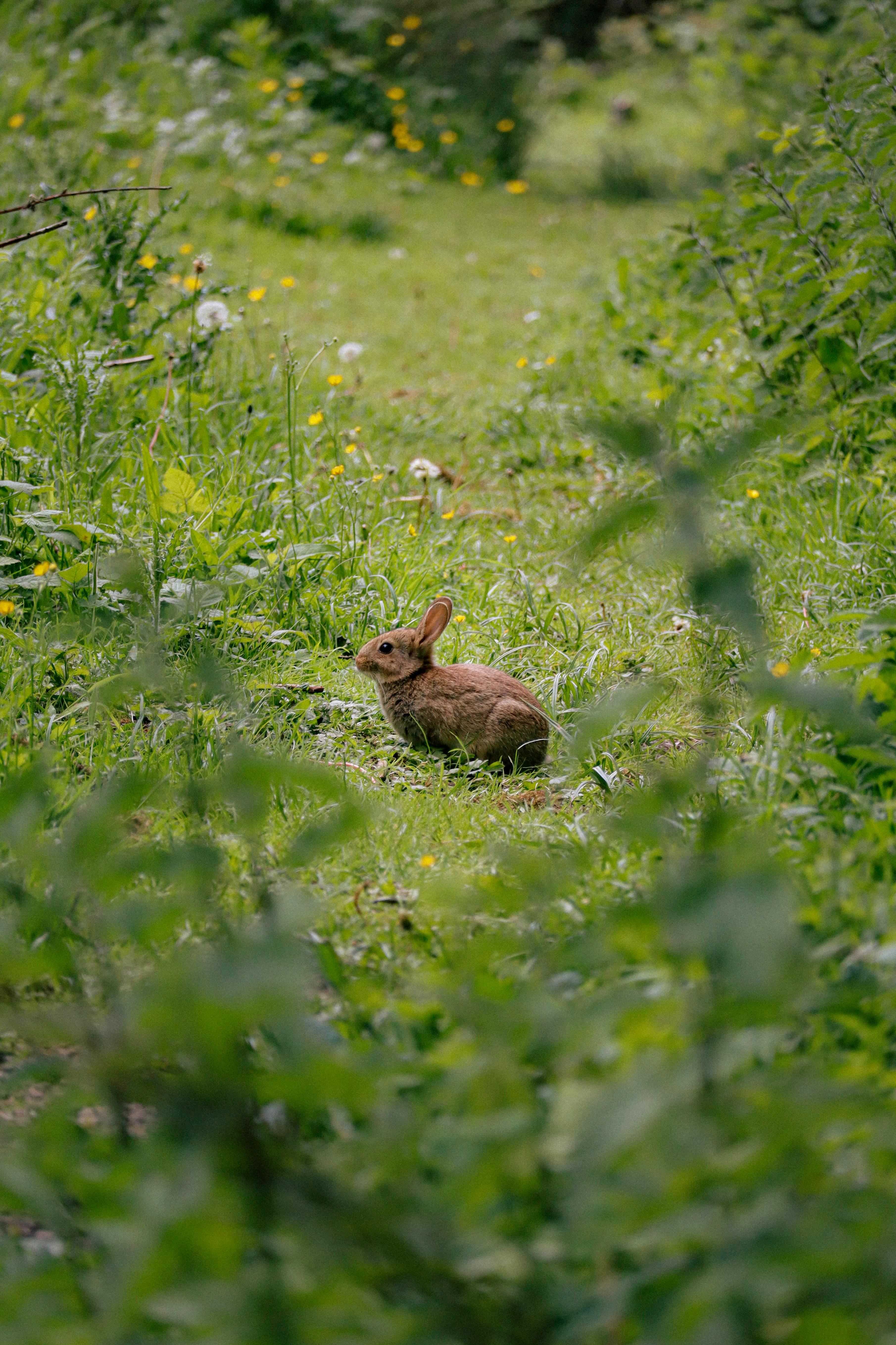 Rabbit in Nature · Free Stock Photo