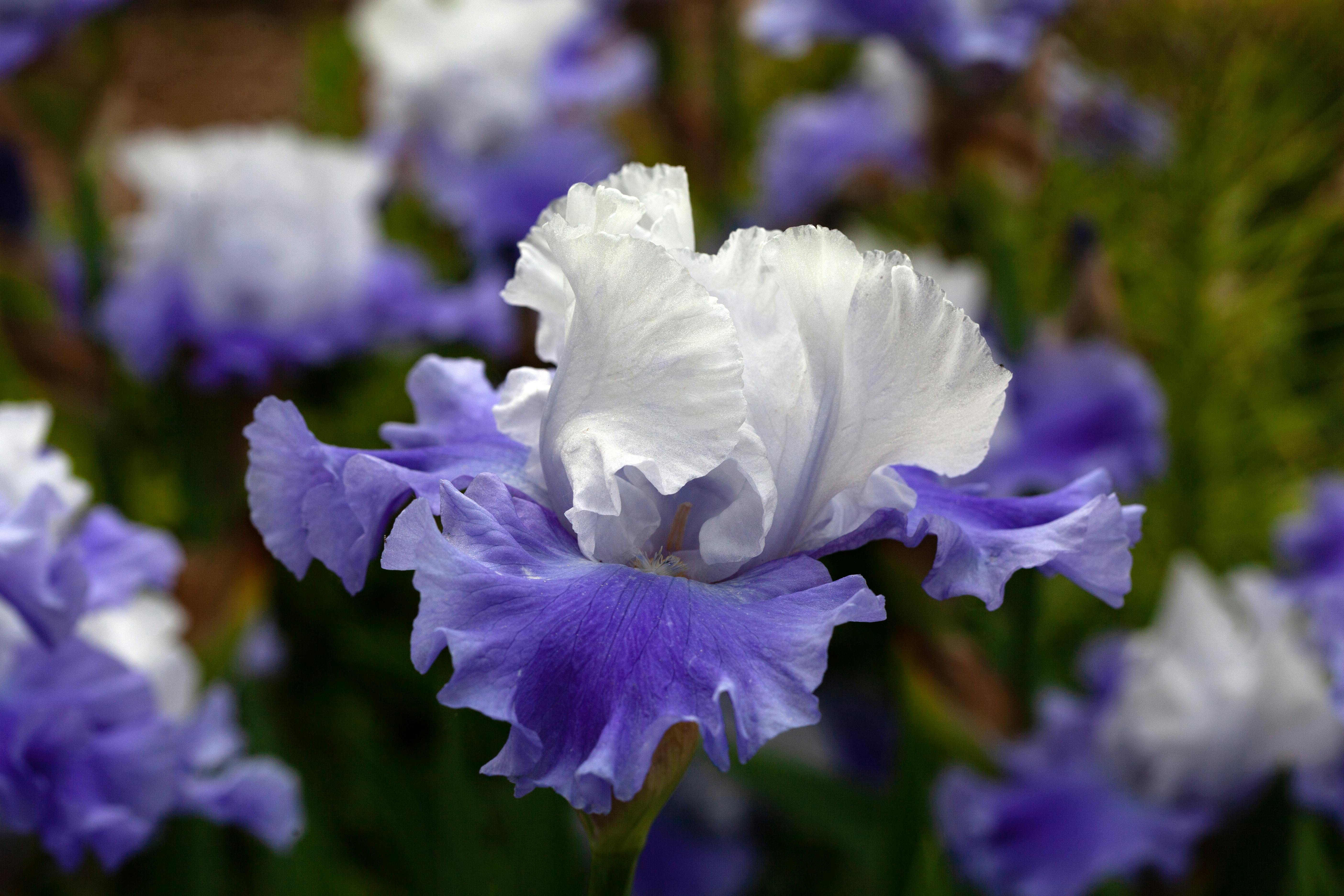 Blooming Iris Flower in Close-up View · Free Stock Photo
