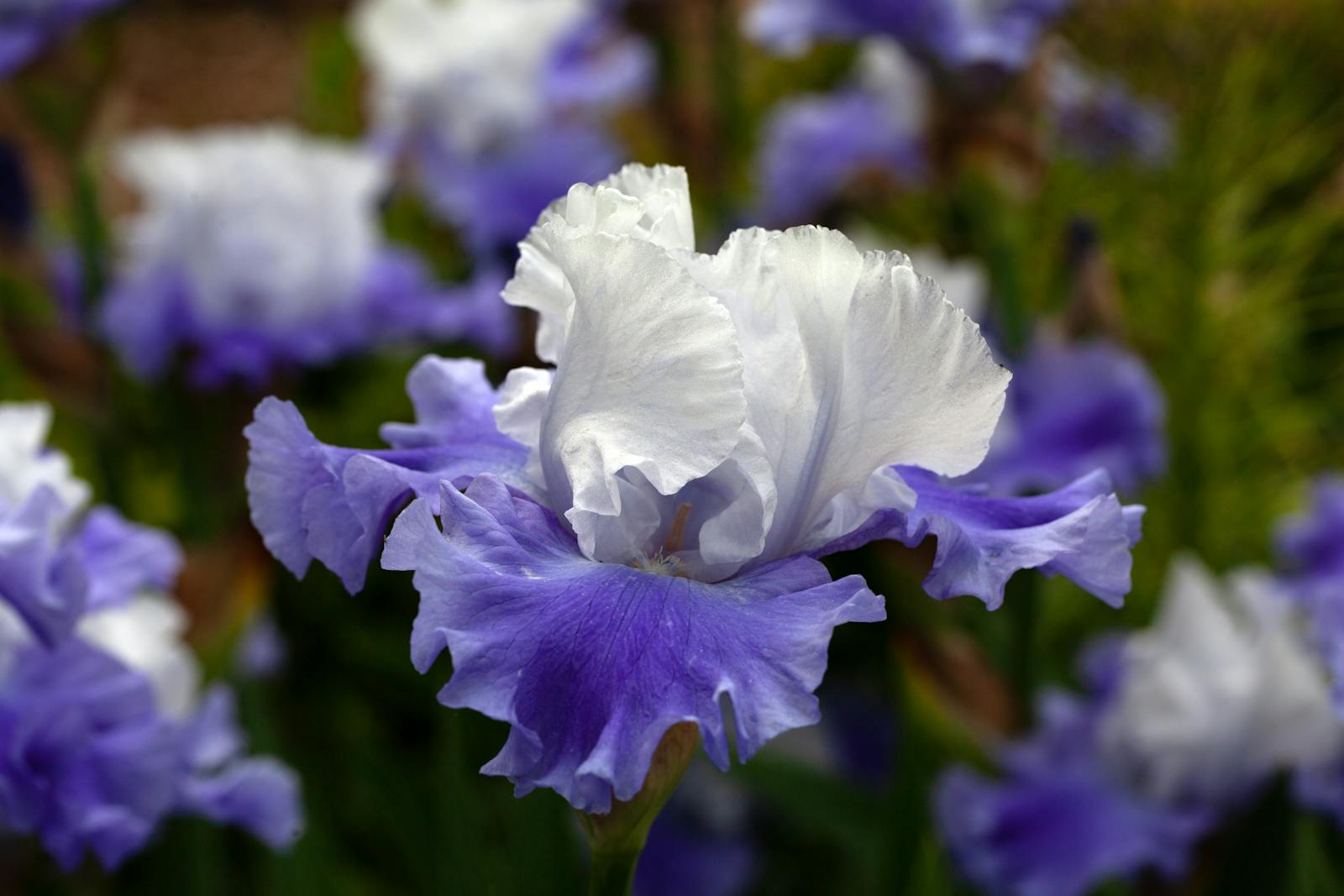Iris Flower Photos, Download The BEST Free Iris Flower Stock Photos ...