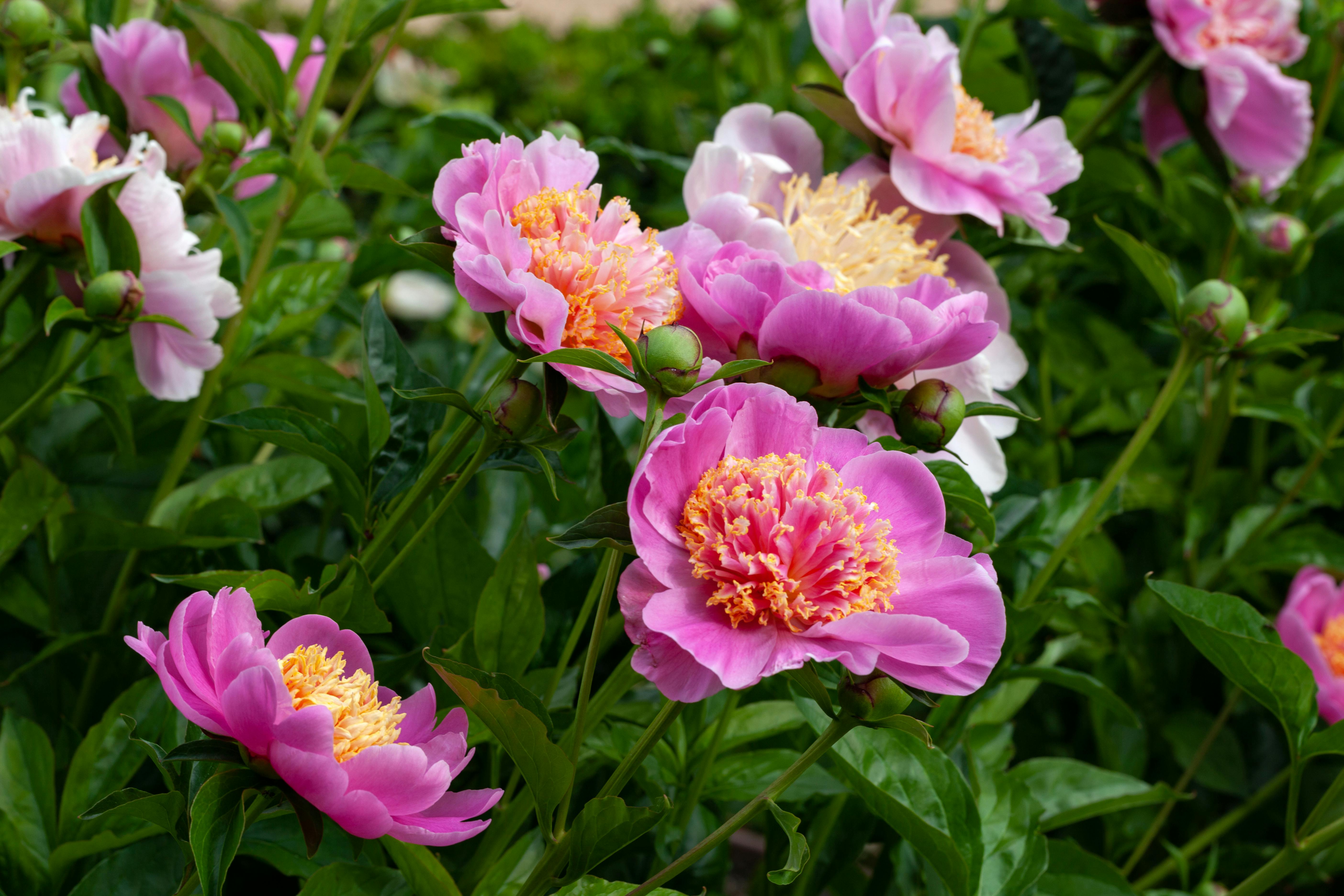 Beautiful Chinese Peonies in Garden · Free Stock Photo