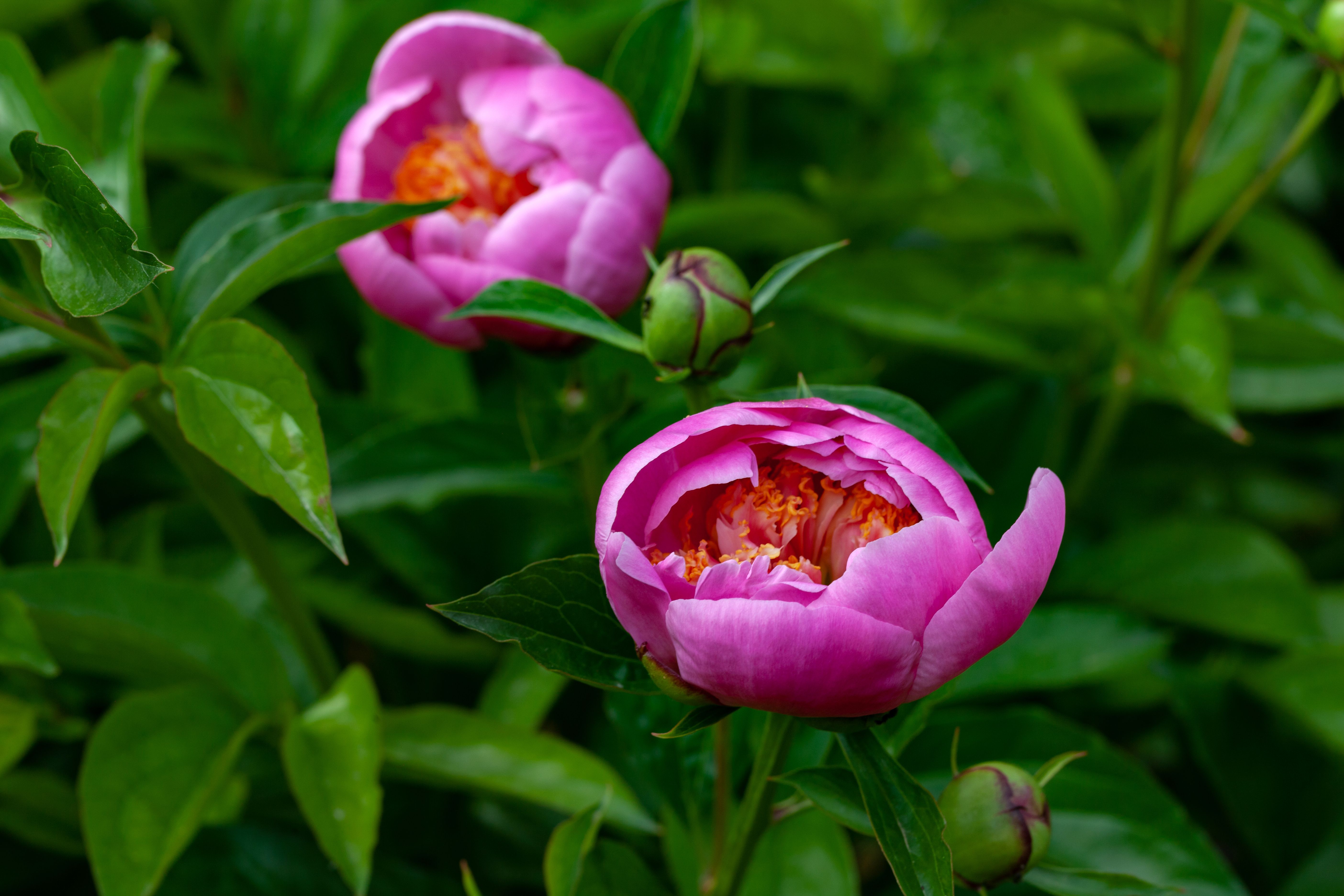 Closed Chinese Peony Flowers · Free Stock Photo