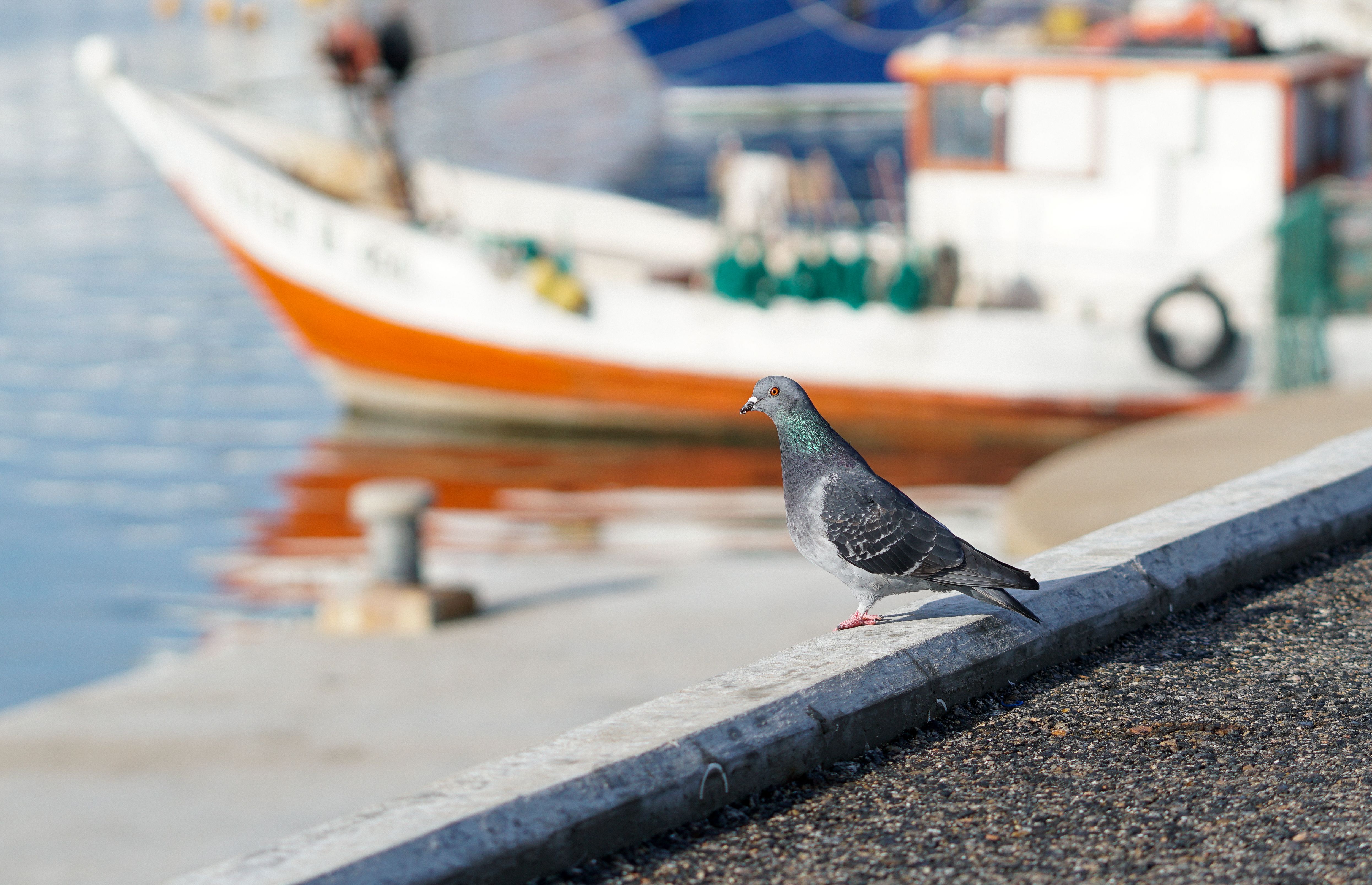 Pigeon on the Curb in the Marina · Free Stock Photo