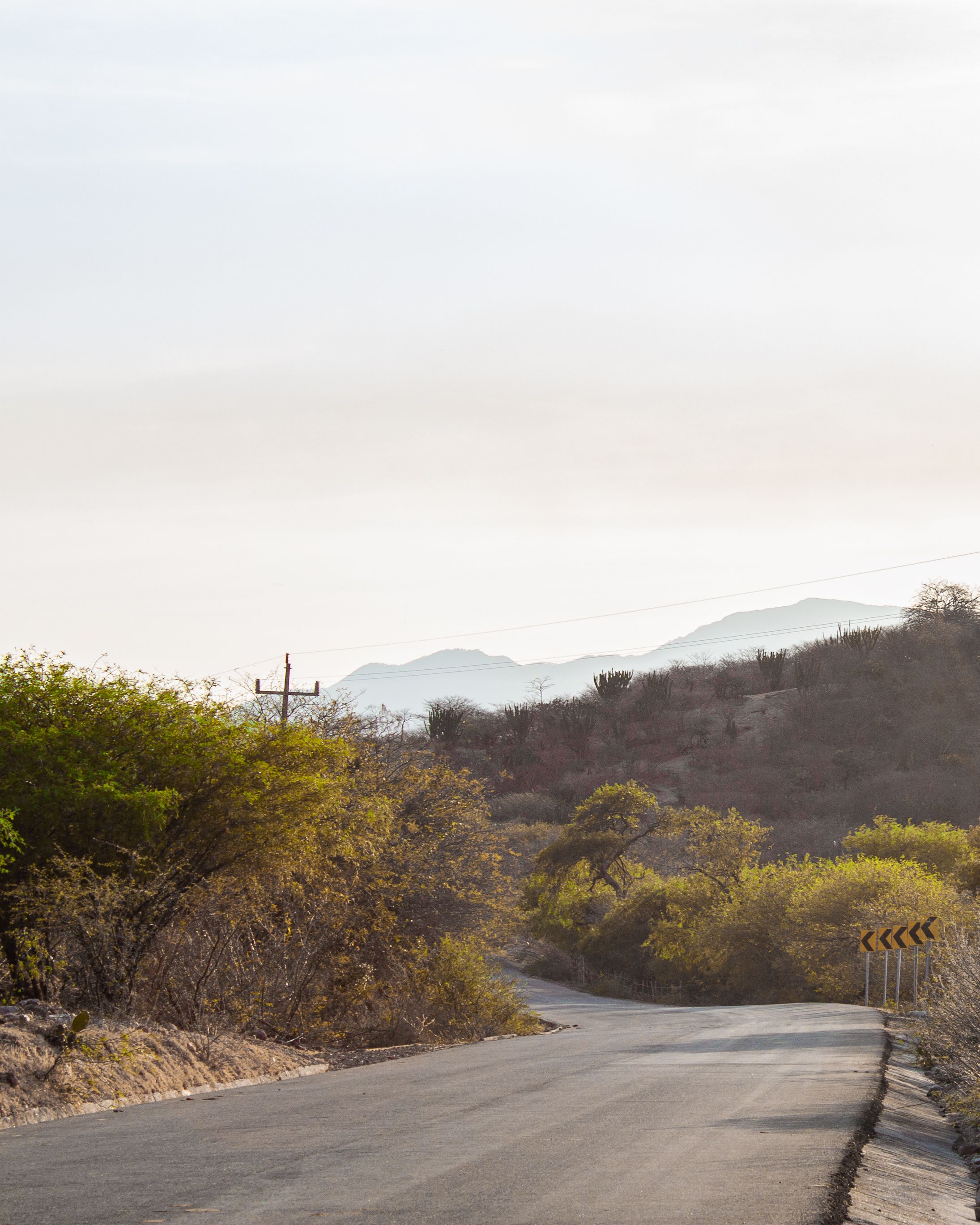 Road Among Bushes · Free Stock Photo