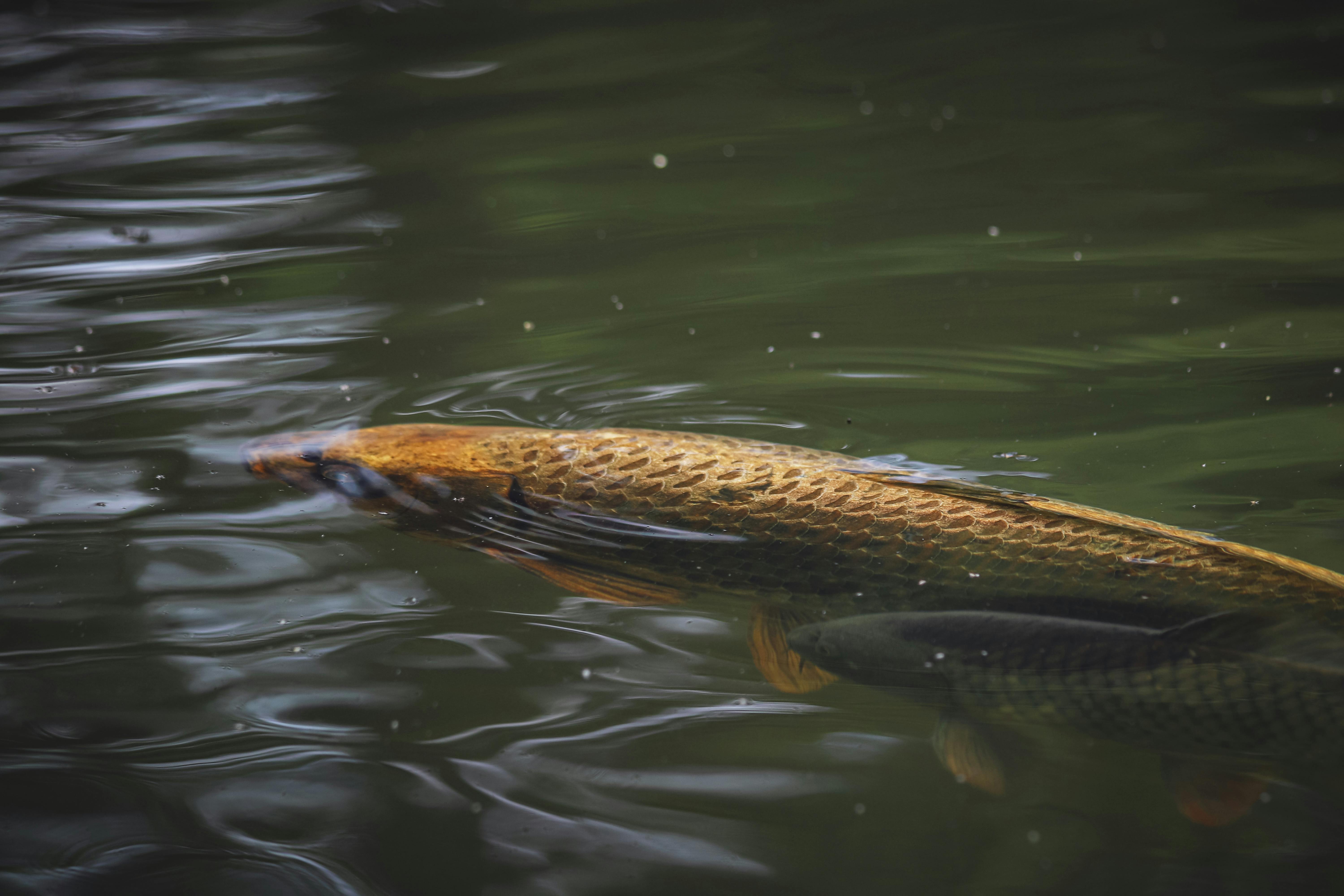 Fish in a Pond · Free Stock Photo
