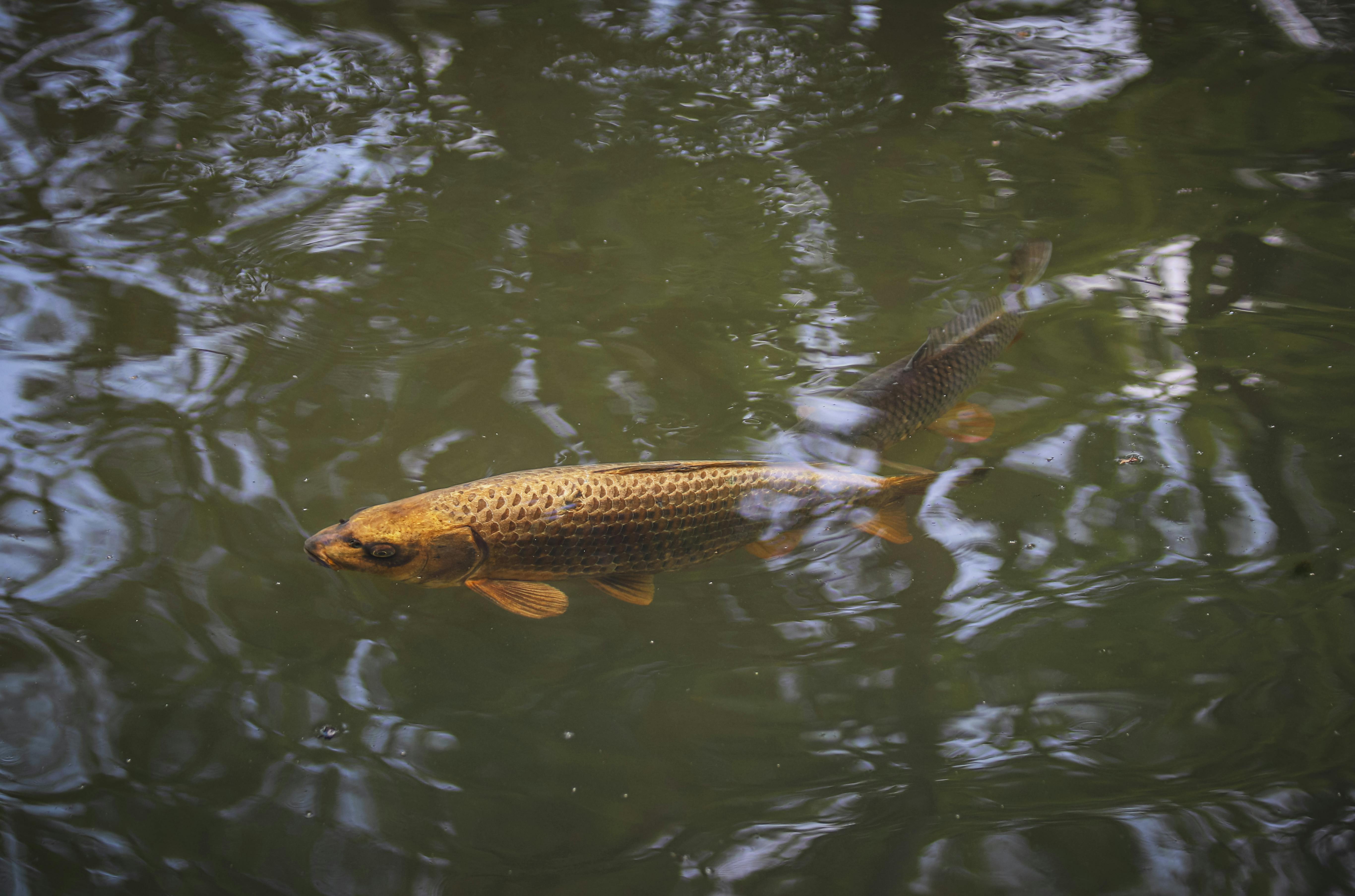 Fish in River · Free Stock Photo
