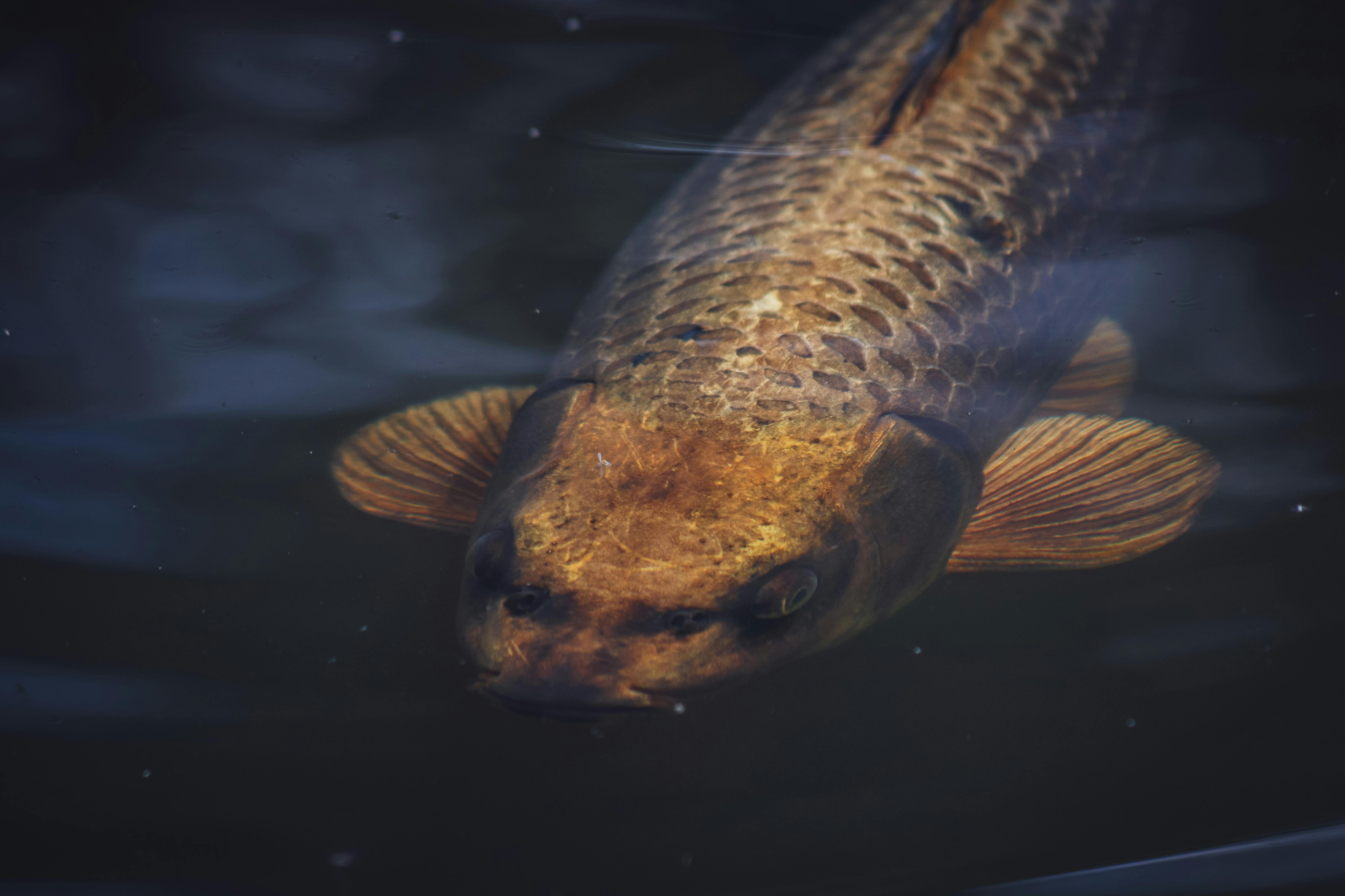 Foto de stock gratuita sobre actividad al aire libre, agua, auténtico ...