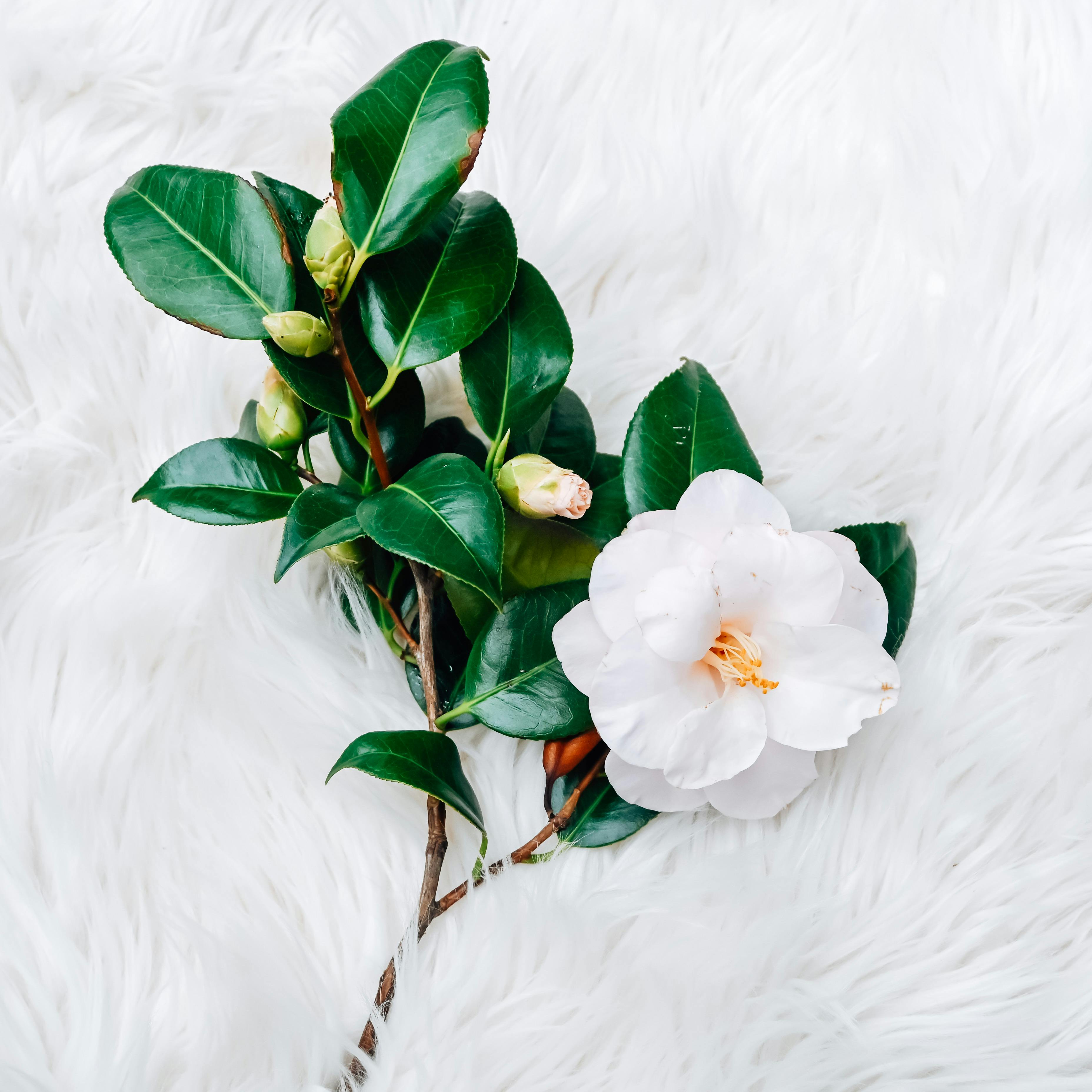 Camelia Branch with Bloom · Free Stock Photo