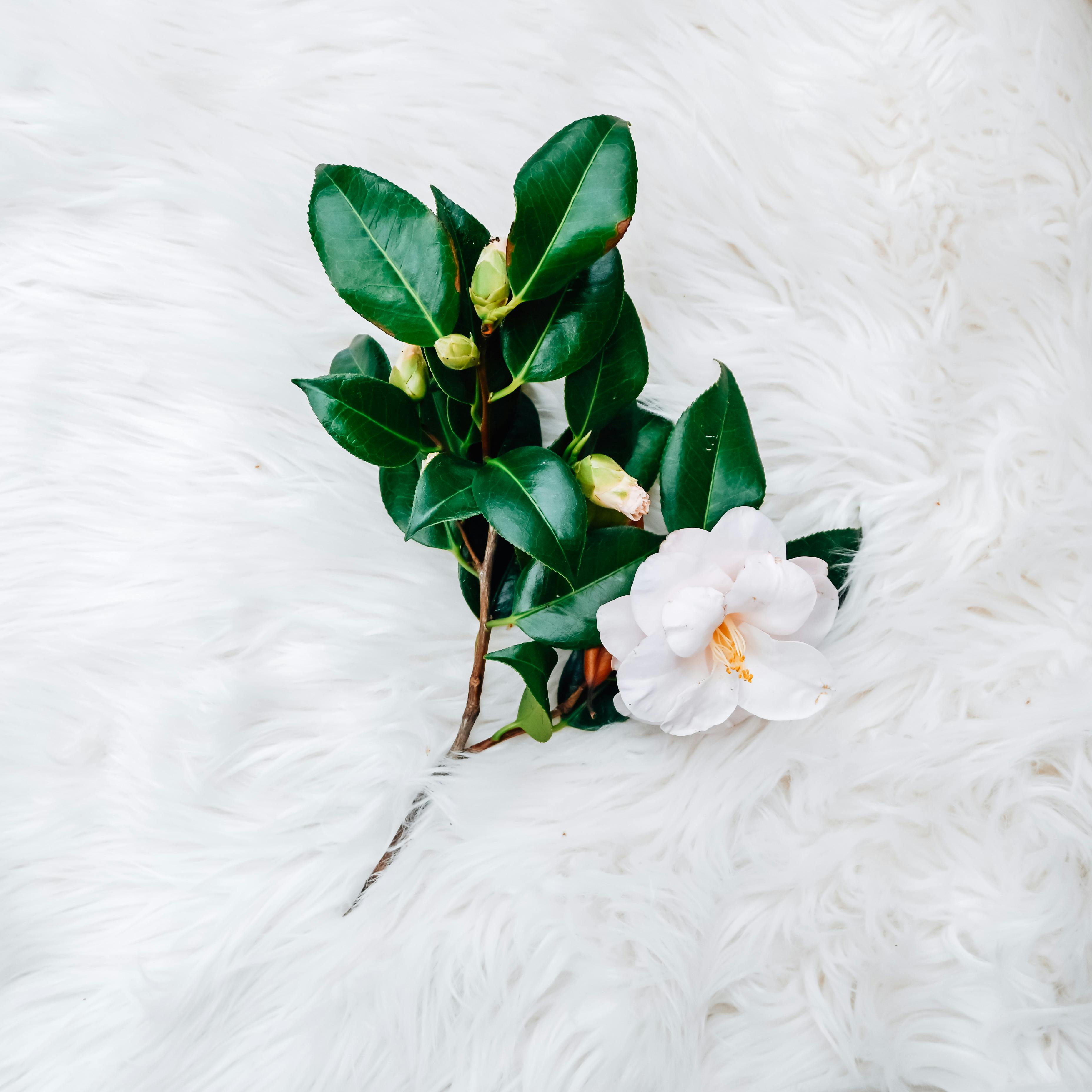 Blooming White Flower of Japanese Camelia on a Branch · Free Stock Photo