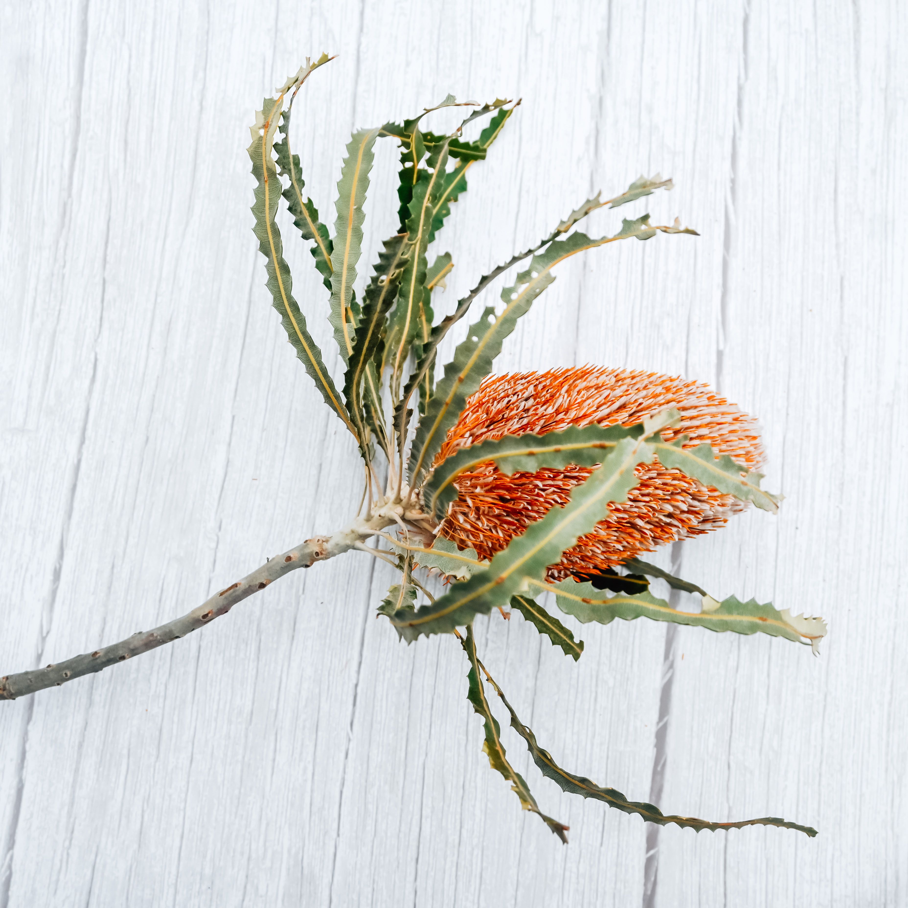 Bloom of Banksia · Free Stock Photo