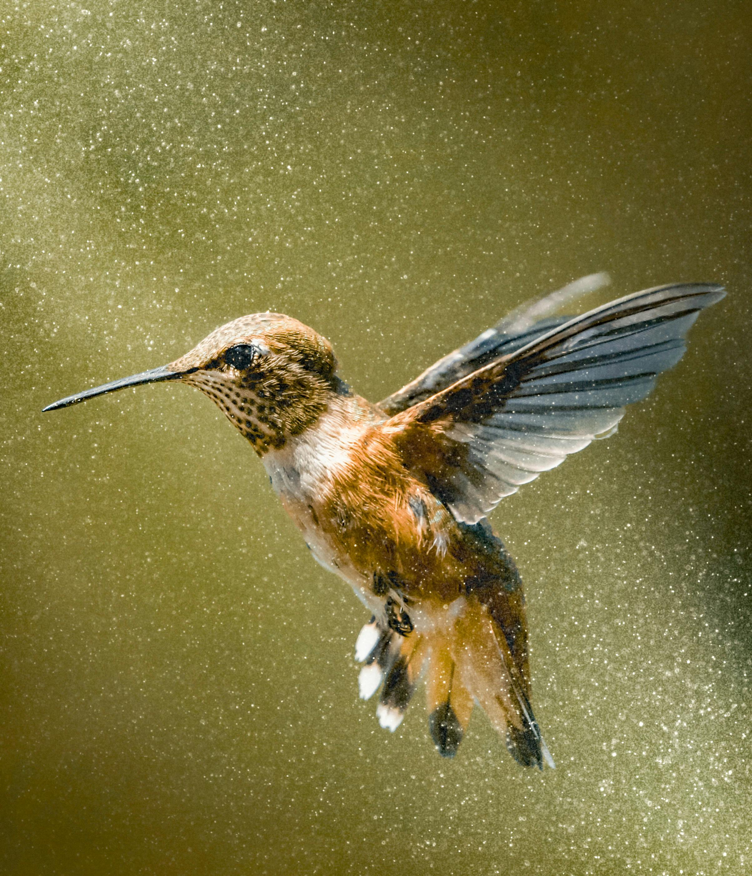 Photo of Hummingbird · Free Stock Photo