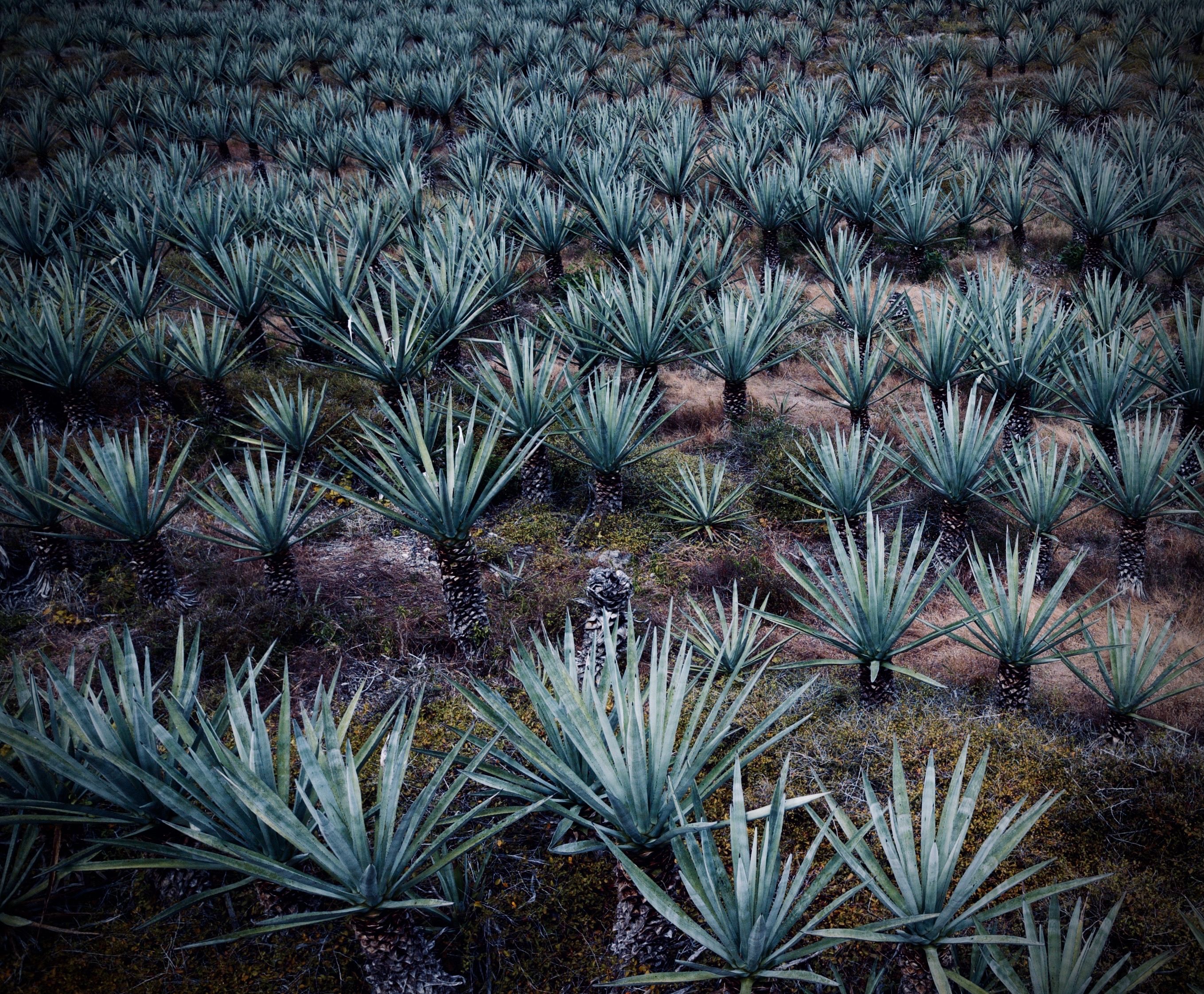 Foto de stock gratuita sobre acícula, aerial view, afilado, agave, áloe ...