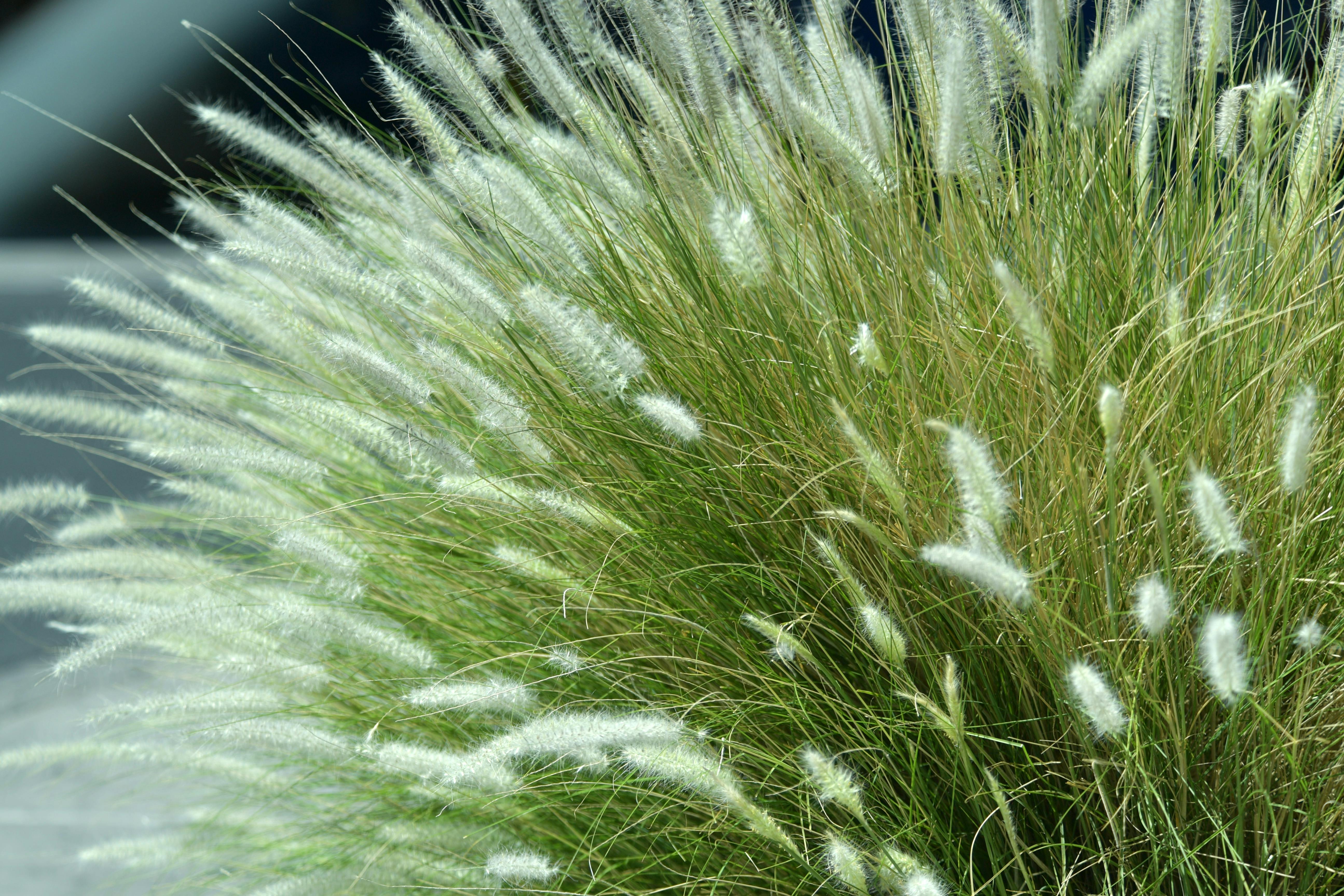 Hameln Dwarf Fountain Grass: Easy Outdoor Plant Guide