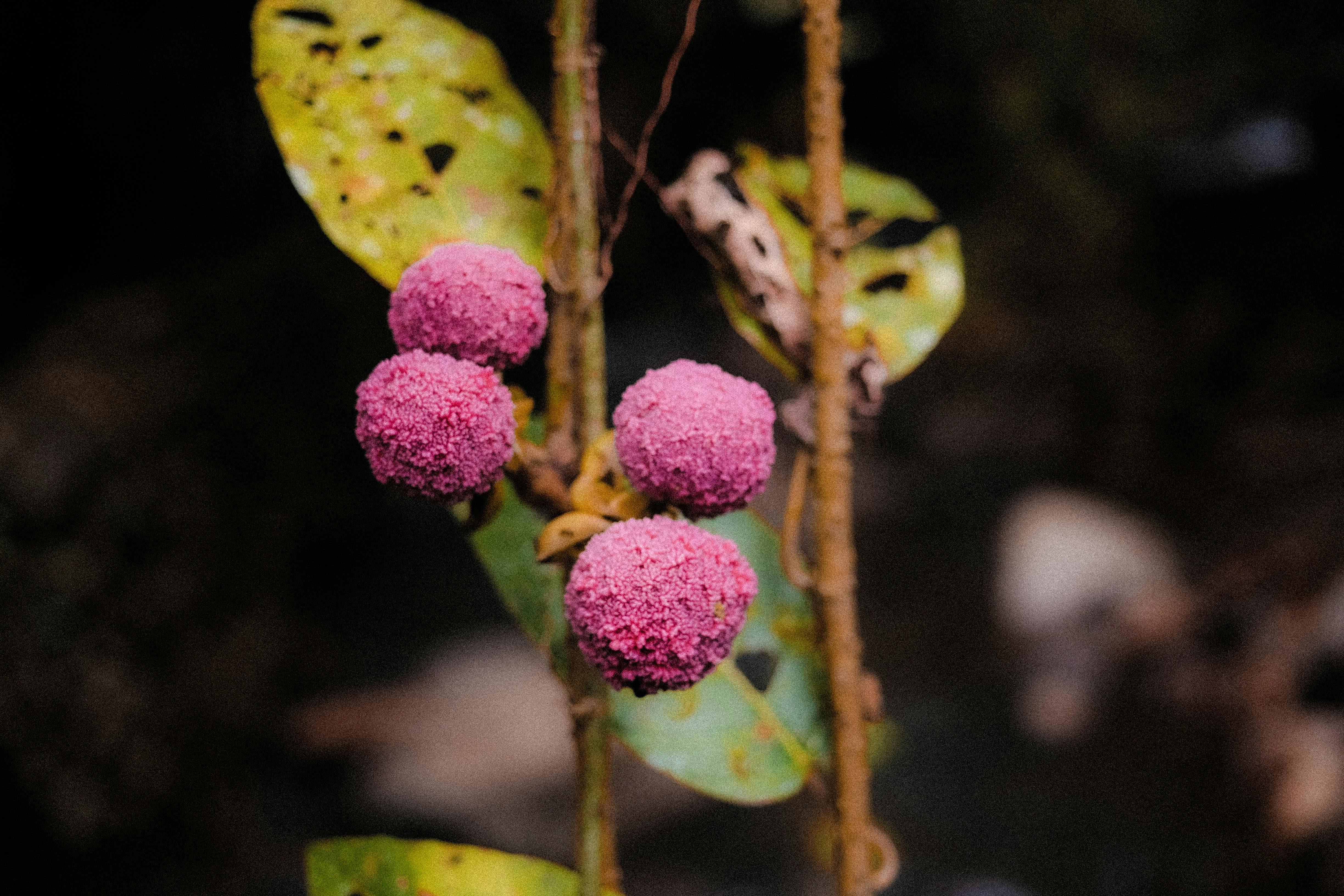 Pink Lychee Balls on Shrub · Free Stock Photo