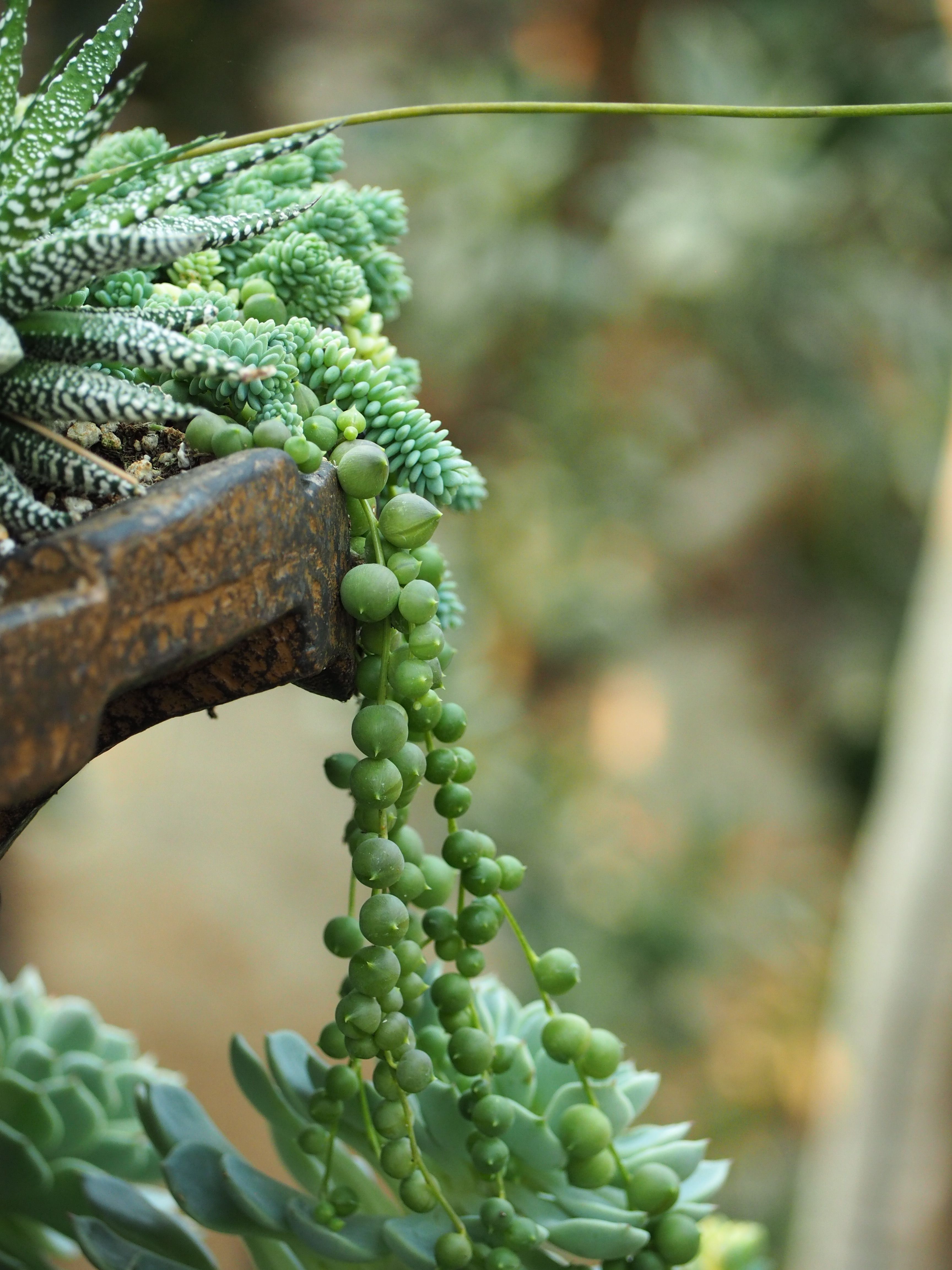 A Donkey Tail Plant · Free Stock Photo