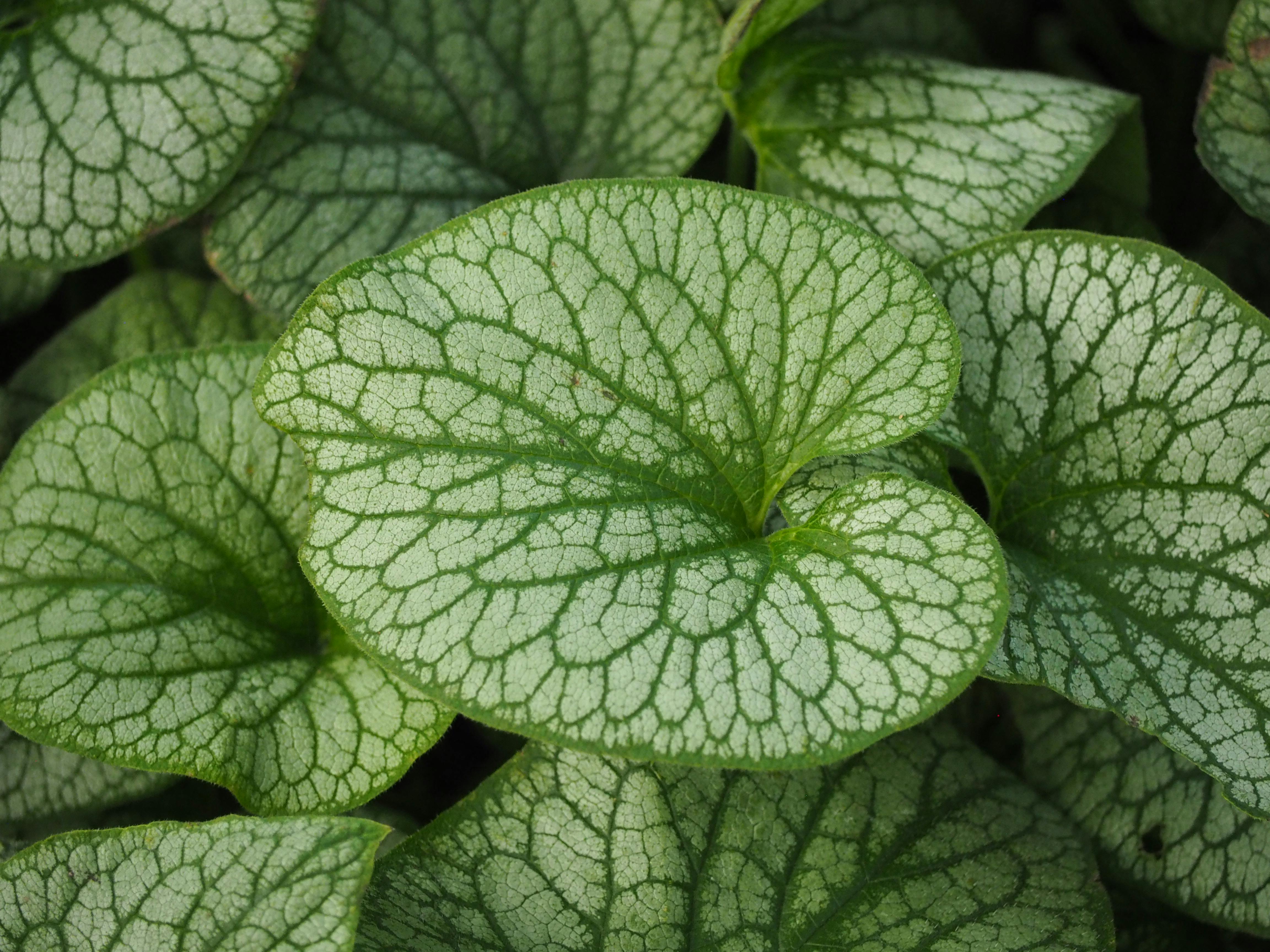 Patterns on Green Leaves of Brunnera · Free Stock Photo