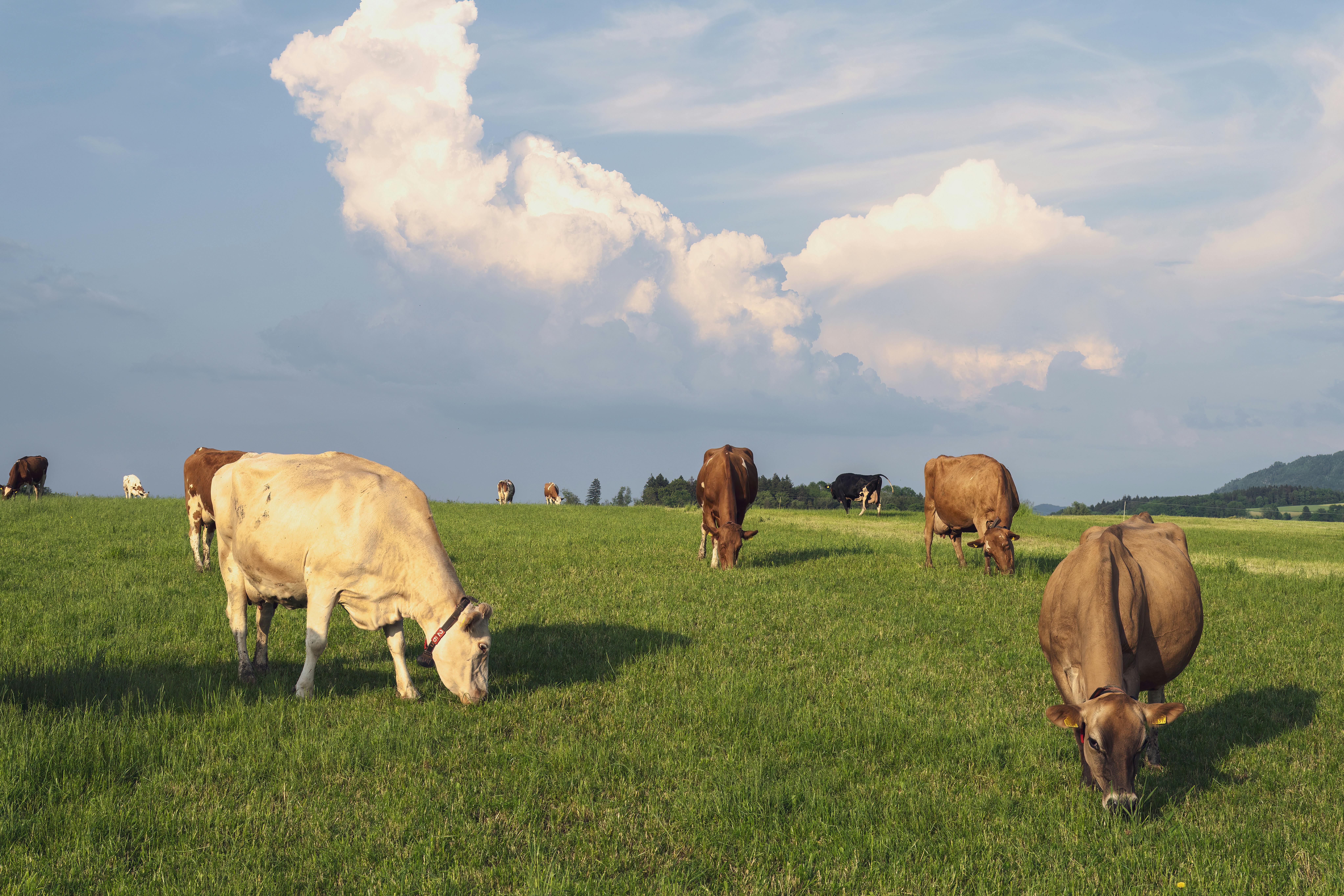 Cows Grazing on Grassy Meadow · Free Stock Photo